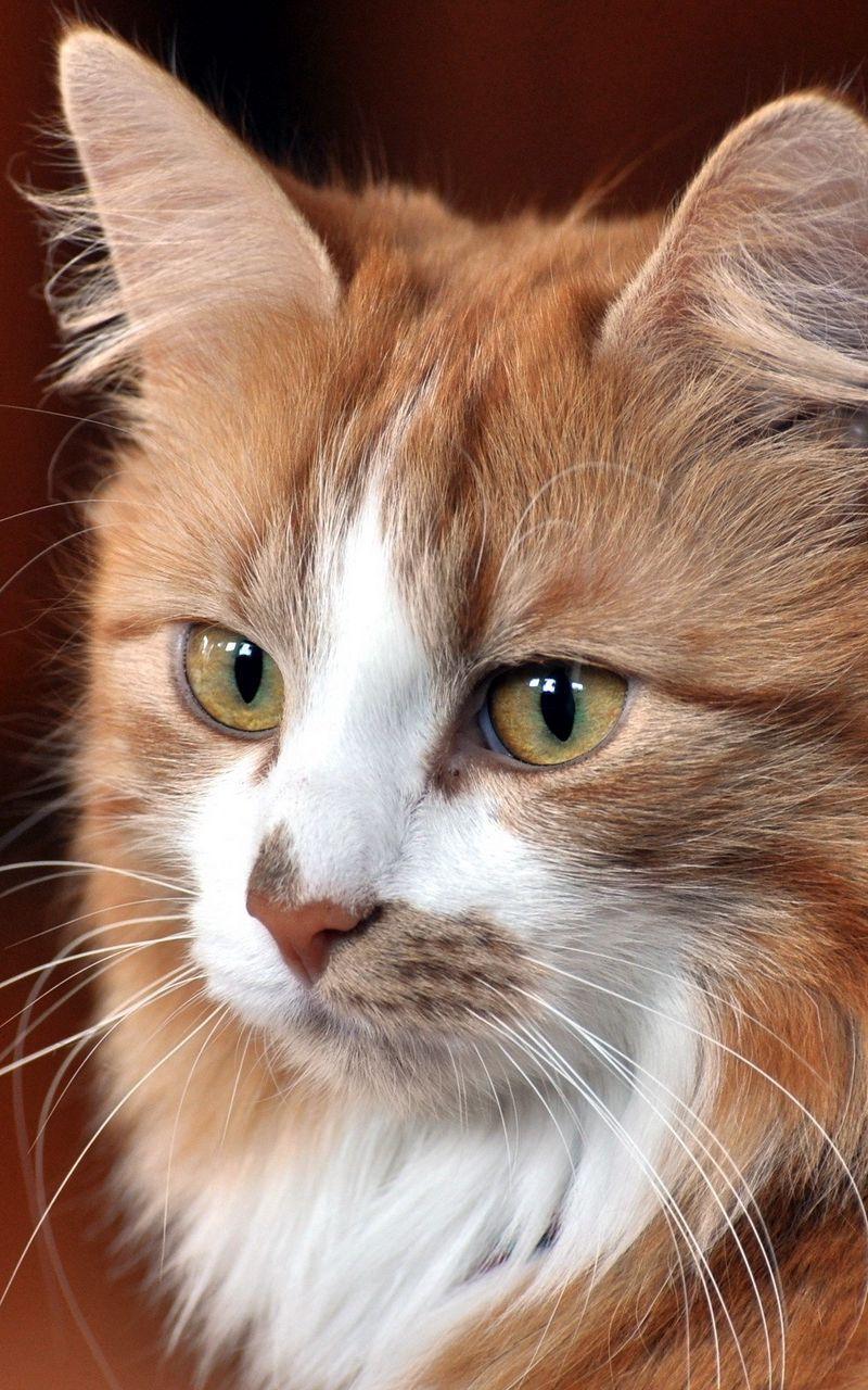 Cat Face Wallpapers - Top Free Cat Face Backgrounds - WallpaperAccess