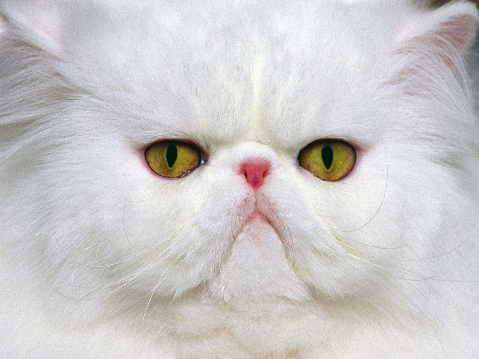 Cat Face Wallpapers - Top Free Cat Face Backgrounds - WallpaperAccess