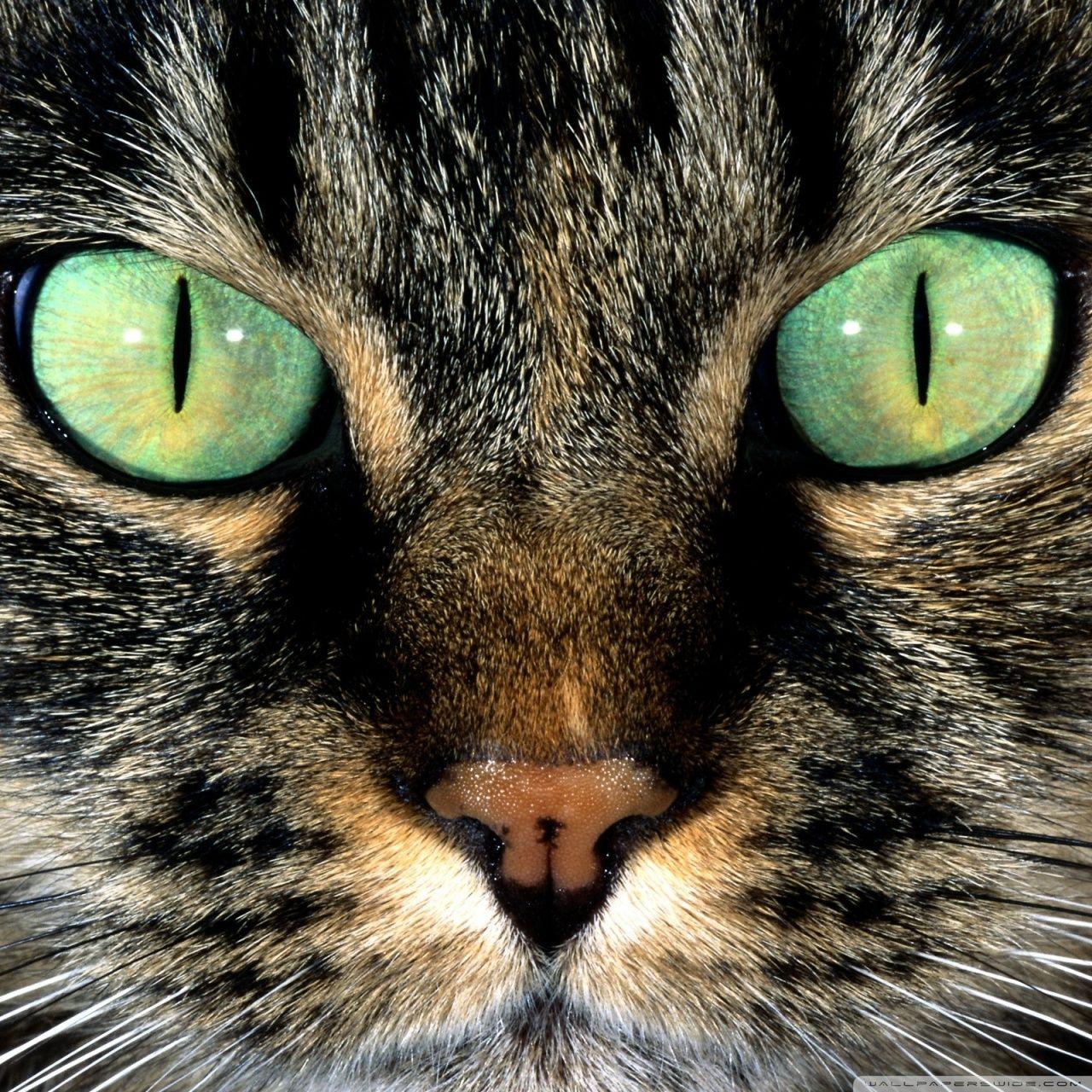 Cat Face Wallpapers - Top Free Cat Face Backgrounds - WallpaperAccess