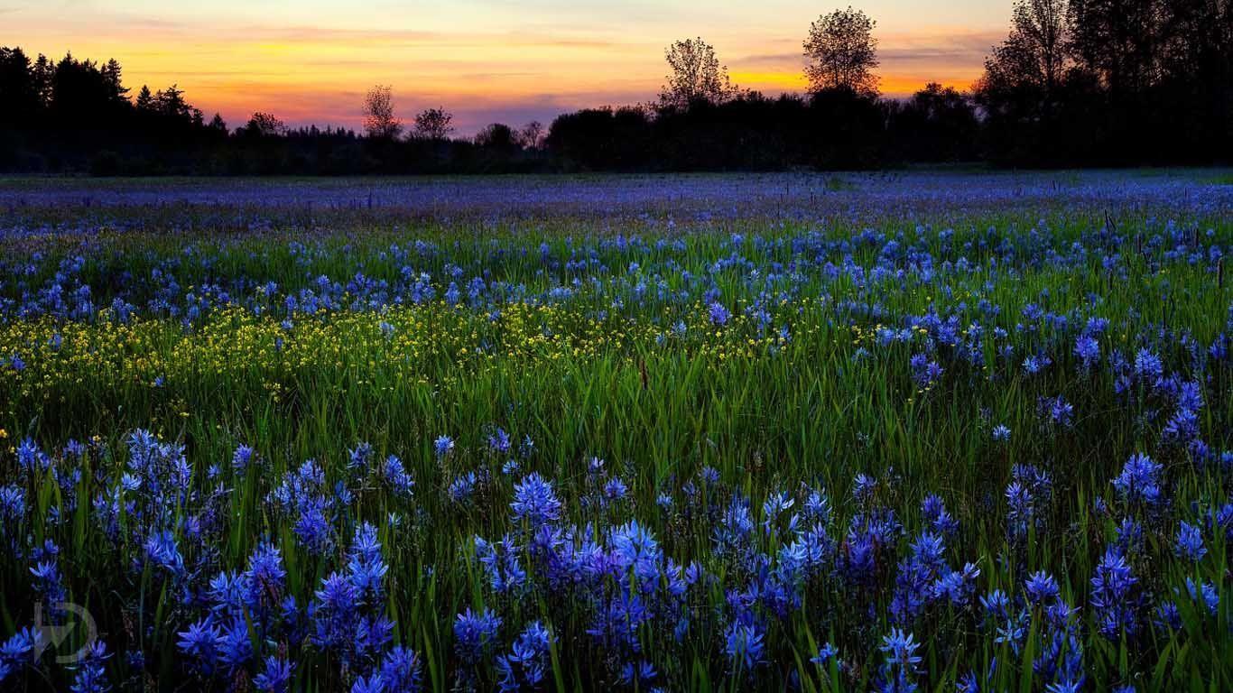 Bing Desktop Not Changing Wallpapers - Top Free Bing Desktop Not ...