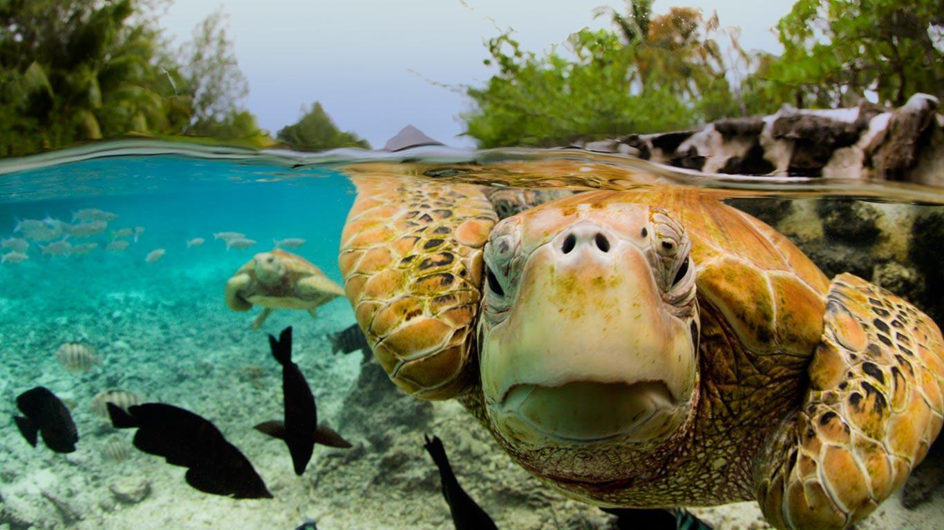 Bing Desktop Wallpapers - Top Free Bing Desktop Backgrounds ...