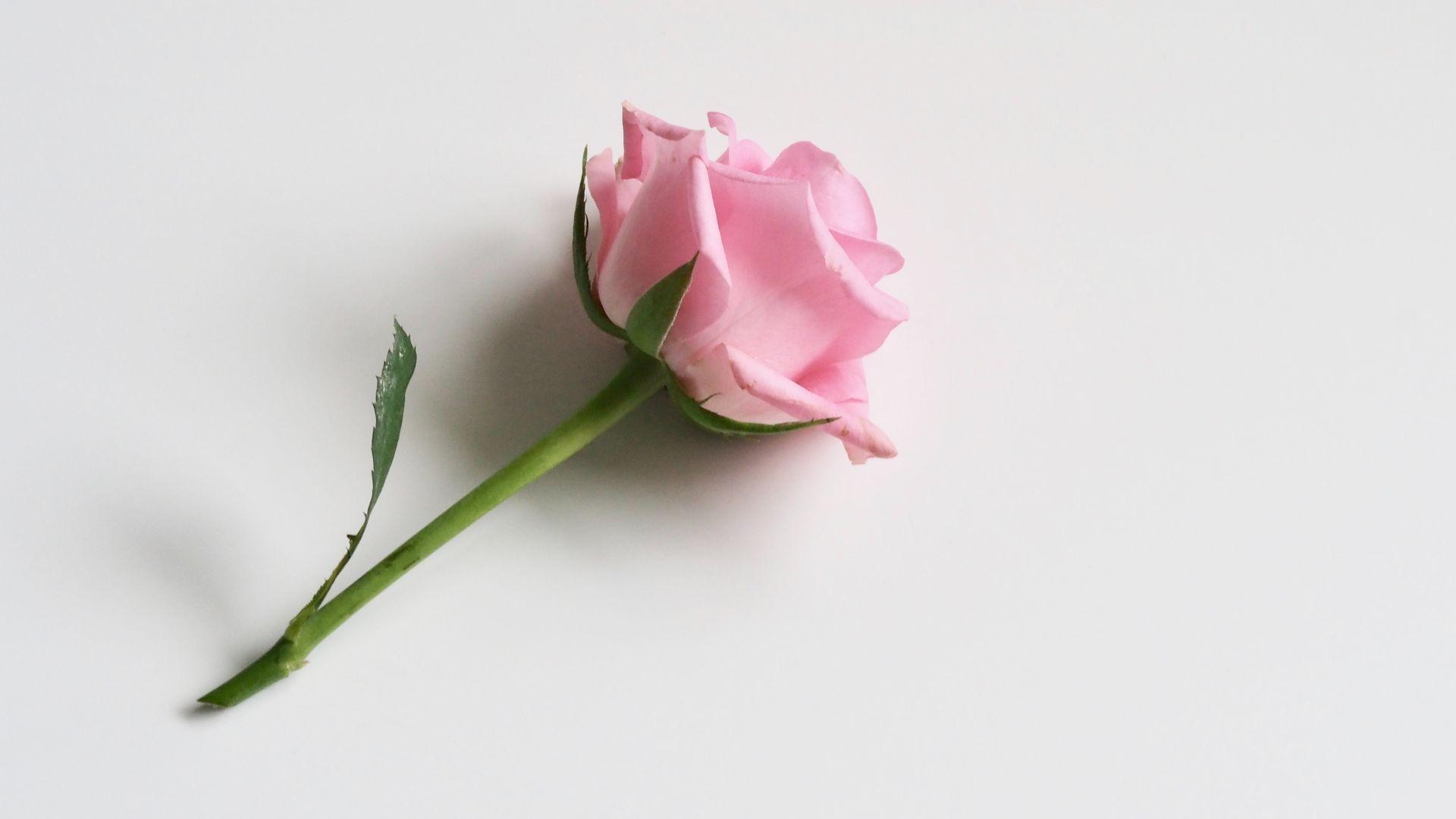 Minimal Rose Wallpapers - Top Free Minimal Rose Backgrounds ...