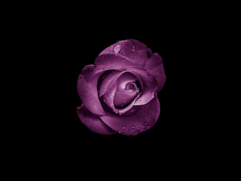 Minimal Rose Wallpapers - Top Free Minimal Rose Backgrounds ...