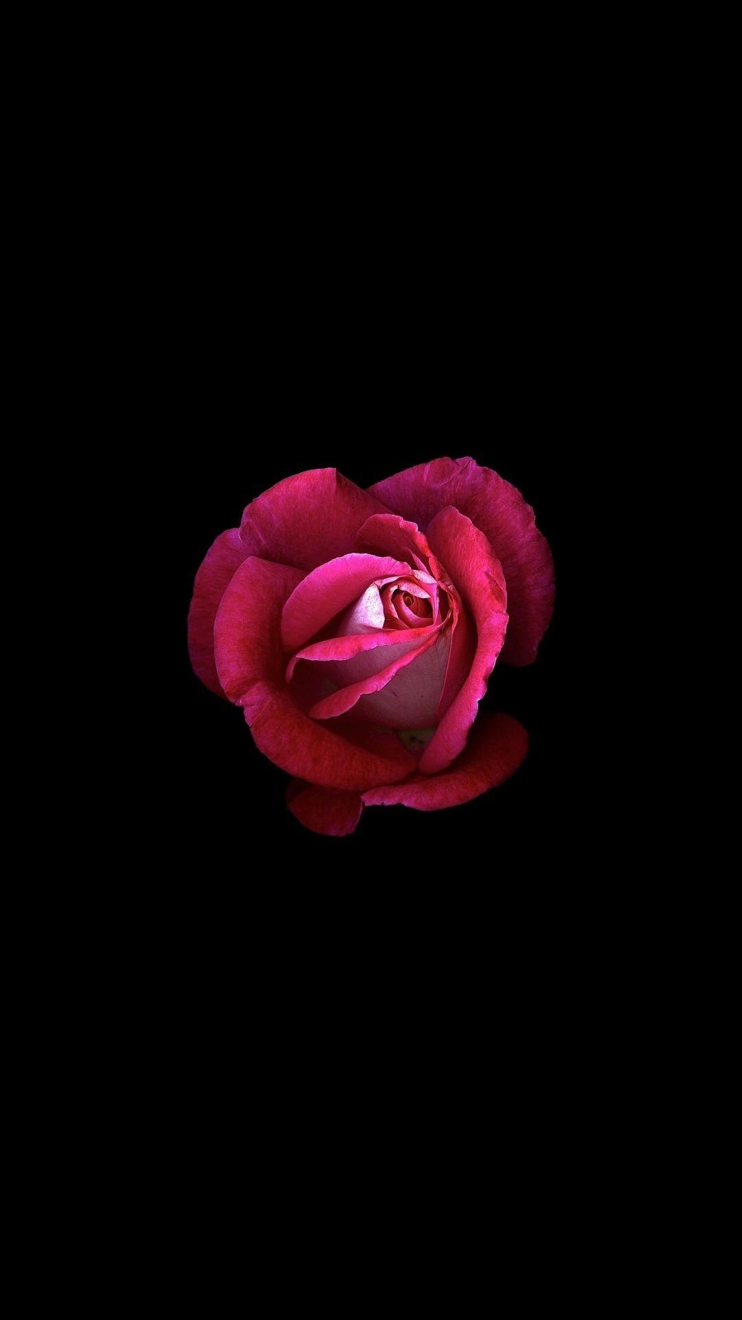 Minimal Rose Wallpapers - Top Free Minimal Rose Backgrounds ...