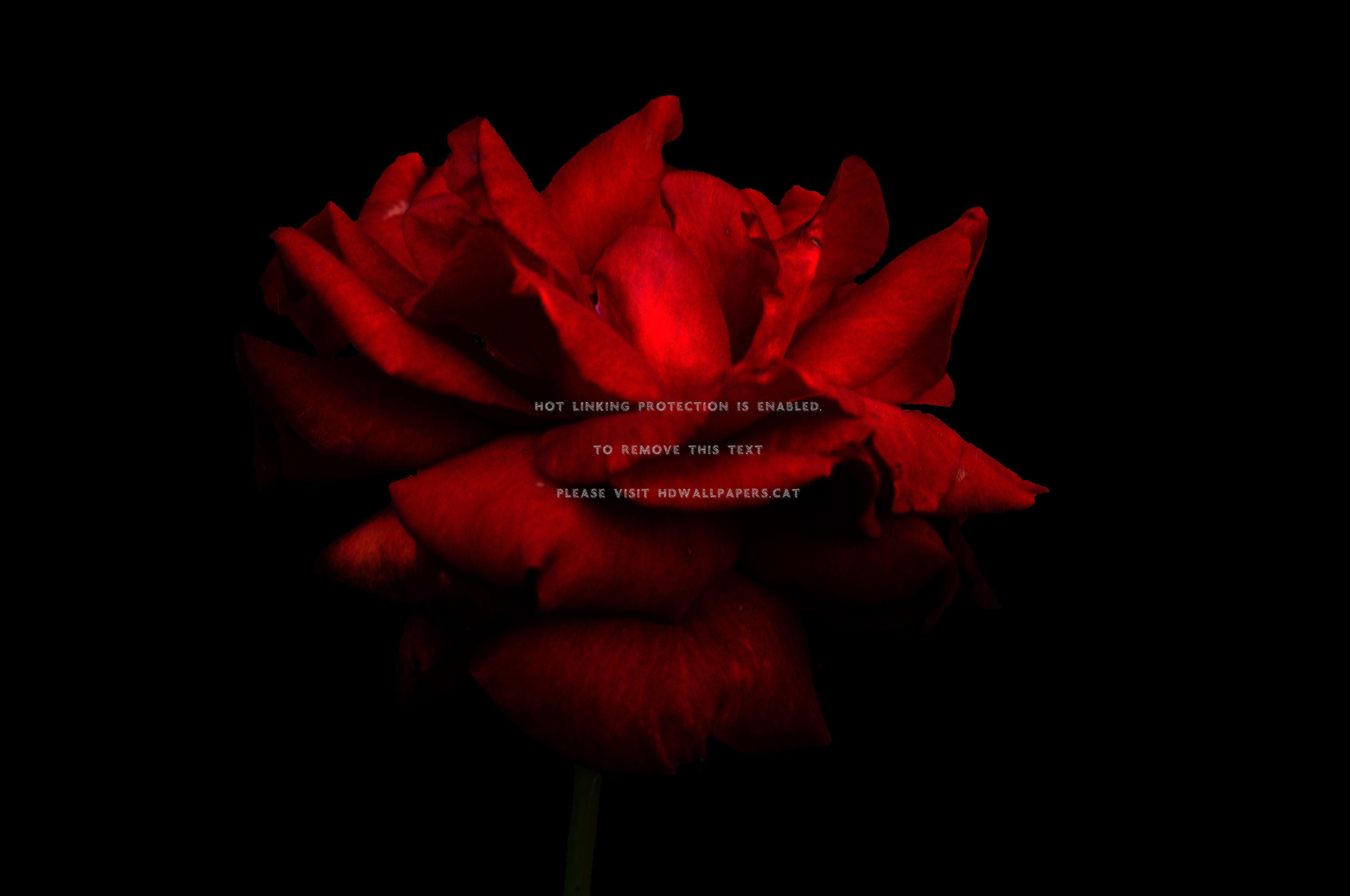 Minimal Rose Wallpapers - Top Free Minimal Rose Backgrounds ...