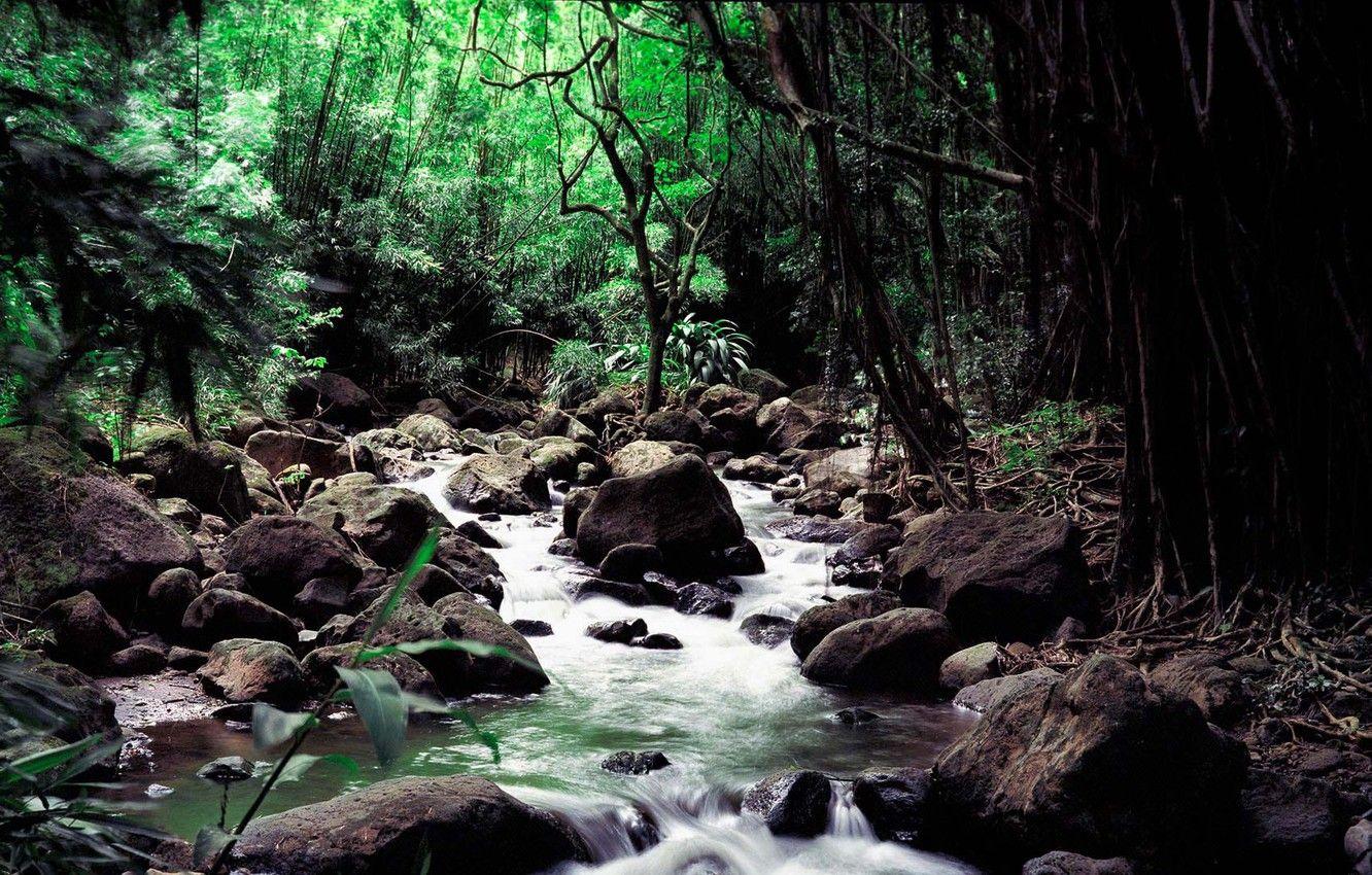 Jungle River Wallpapers - Top Free Jungle River Backgrounds ...