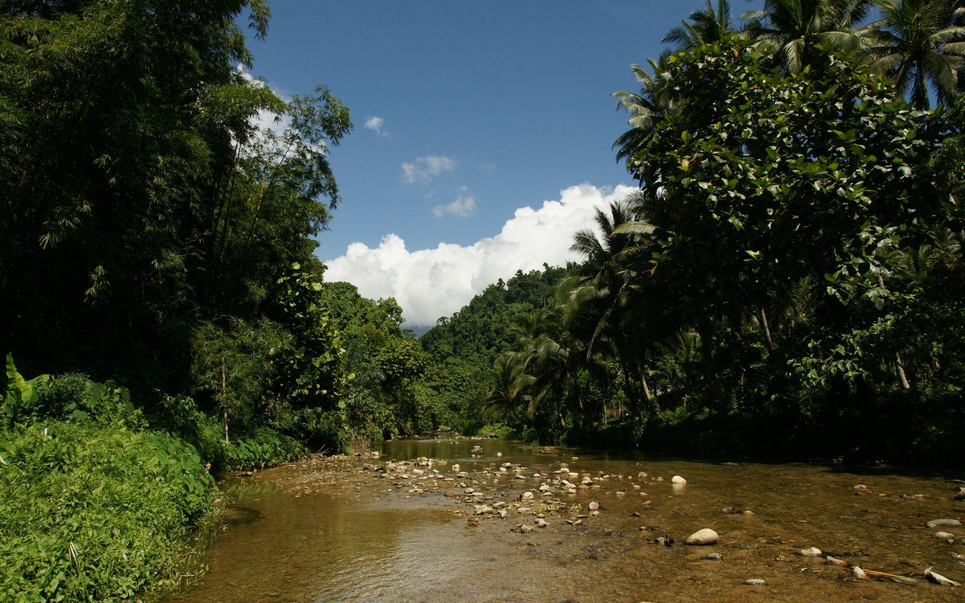 Jungle River Wallpapers - Top Free Jungle River Backgrounds ...