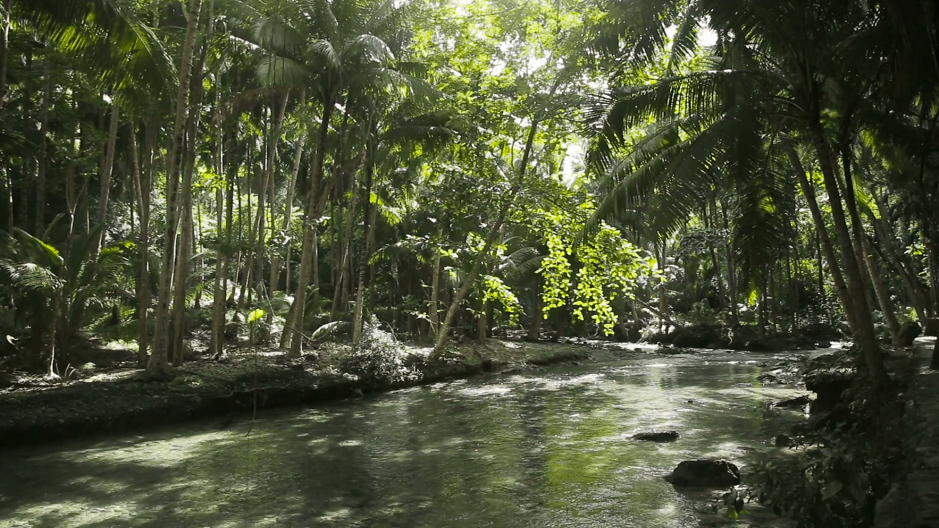 Jungle River Wallpapers - Top Free Jungle River Backgrounds ...