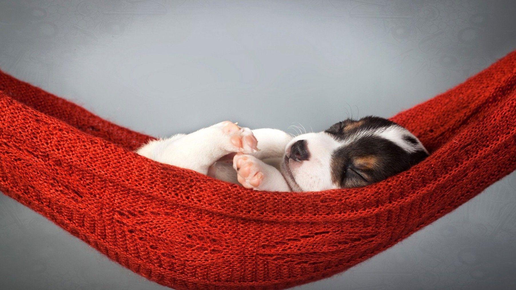 Puppy Sleeping Wallpapers - Top Free Puppy Sleeping Backgrounds ...