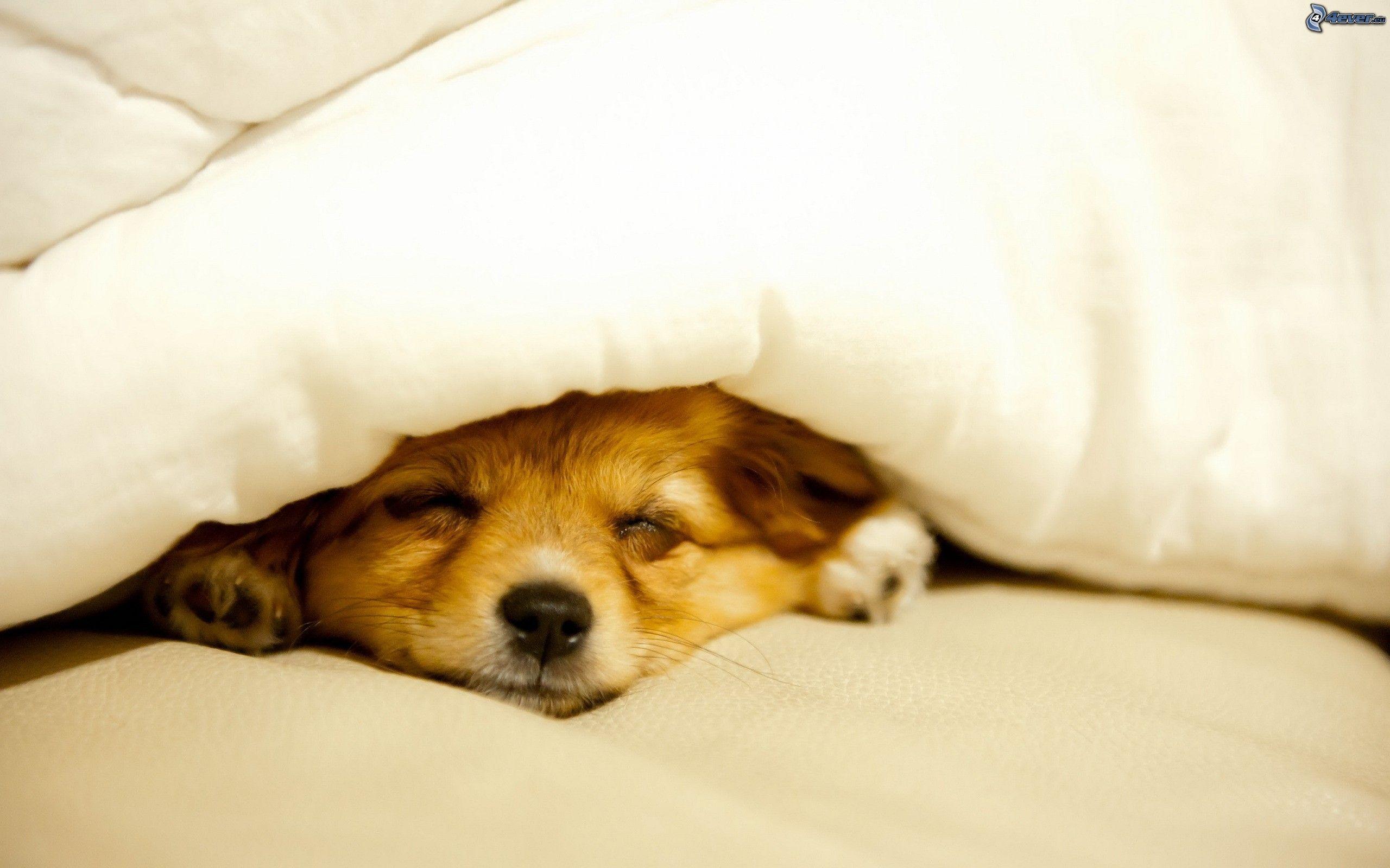 Puppy Sleeping Wallpapers - Top Free Puppy Sleeping Backgrounds ...
