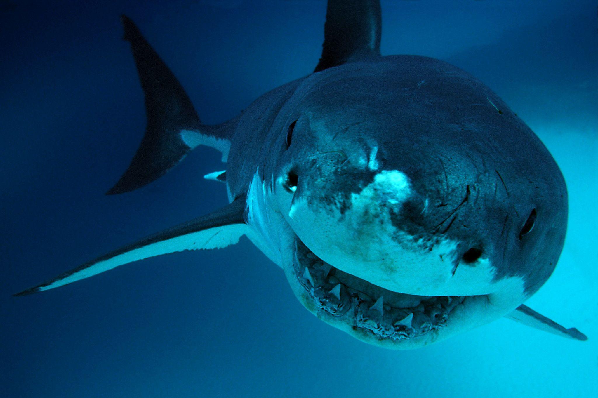 Shark Computer Wallpapers - Top Free Shark Computer Backgrounds ...