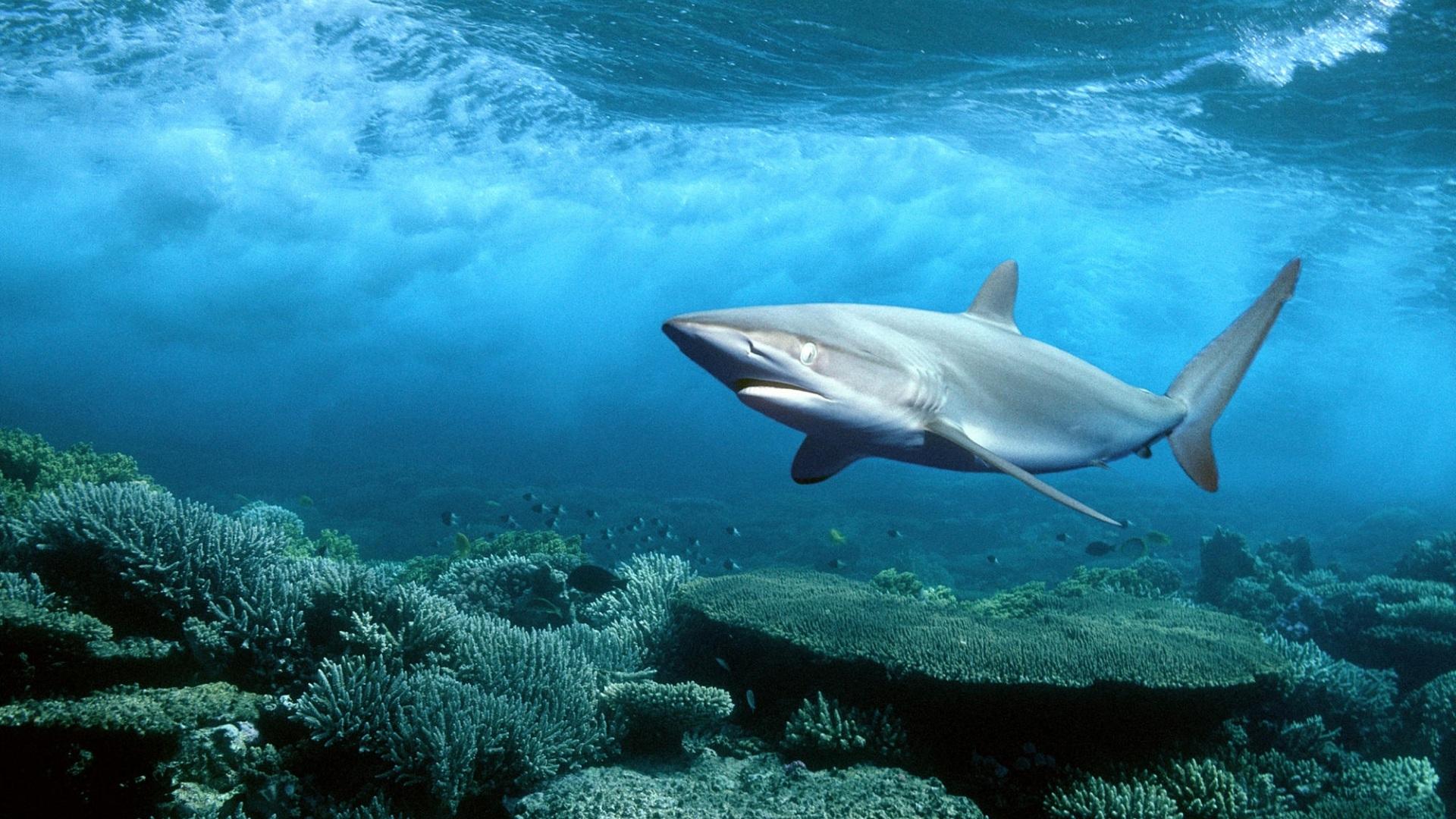 Shark Computer Wallpapers - Top Free Shark Computer Backgrounds ...