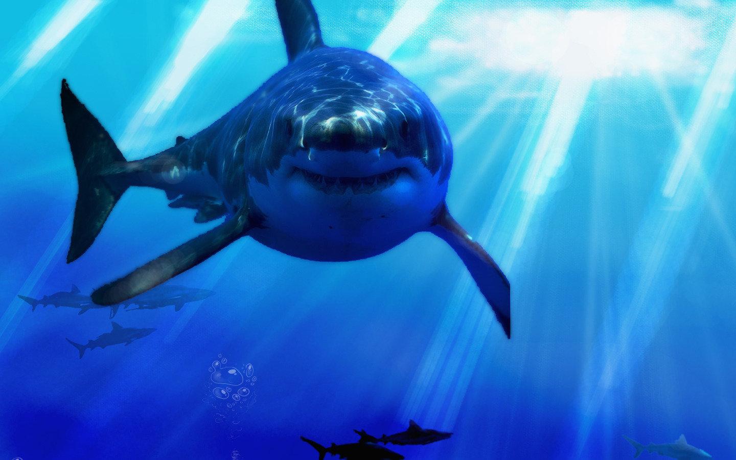 Shark Computer Wallpapers - Top Free Shark Computer Backgrounds ...