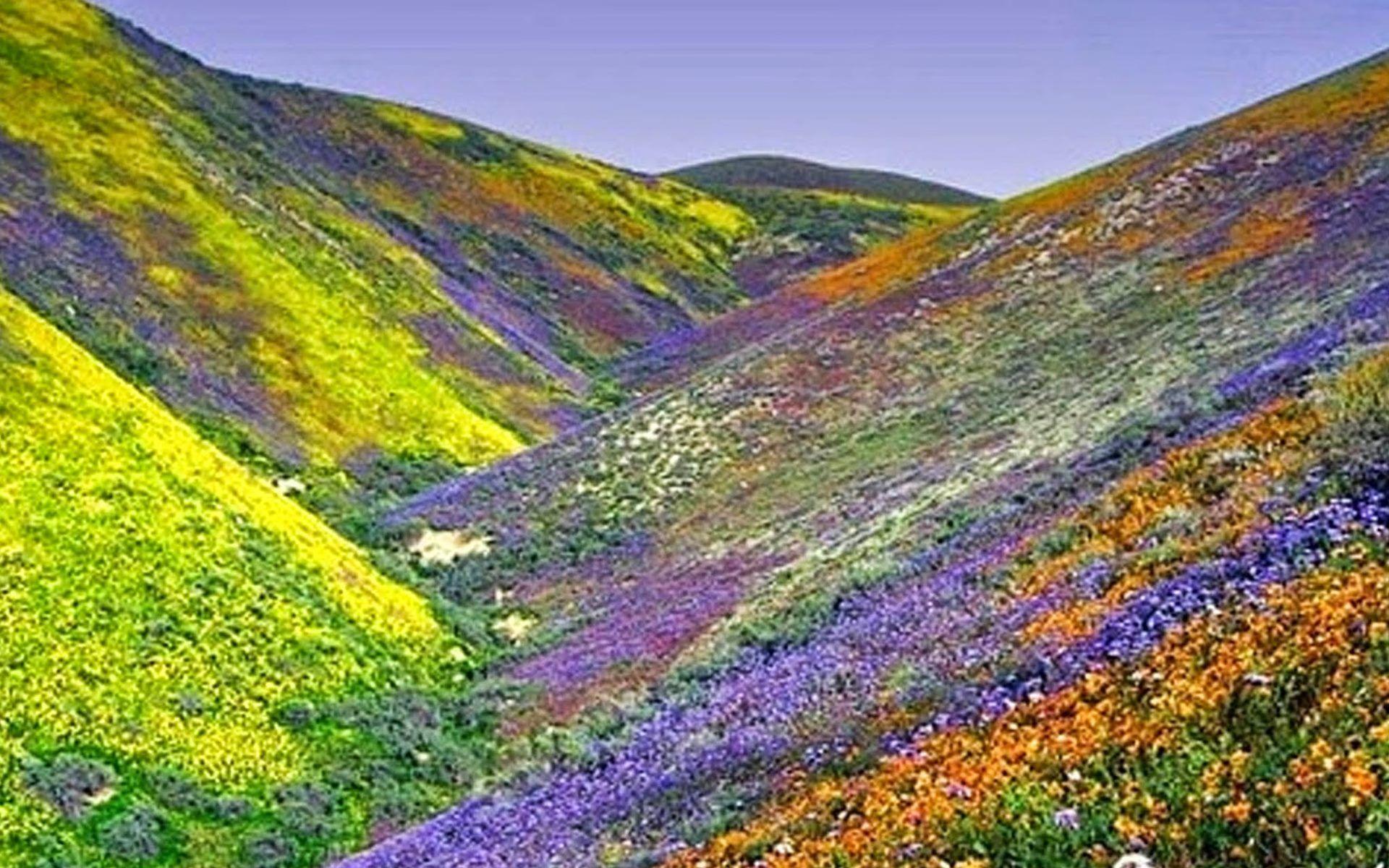 Valley of Flowers Wallpapers - Top Free Valley of Flowers Backgrounds ...