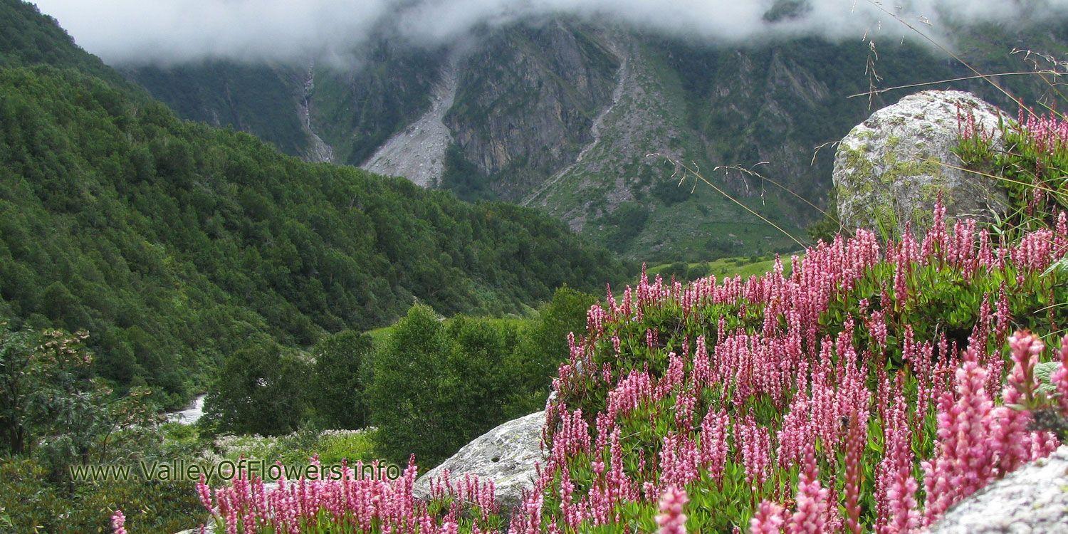 Valley of Flowers Wallpapers - Top Free Valley of Flowers Backgrounds ...
