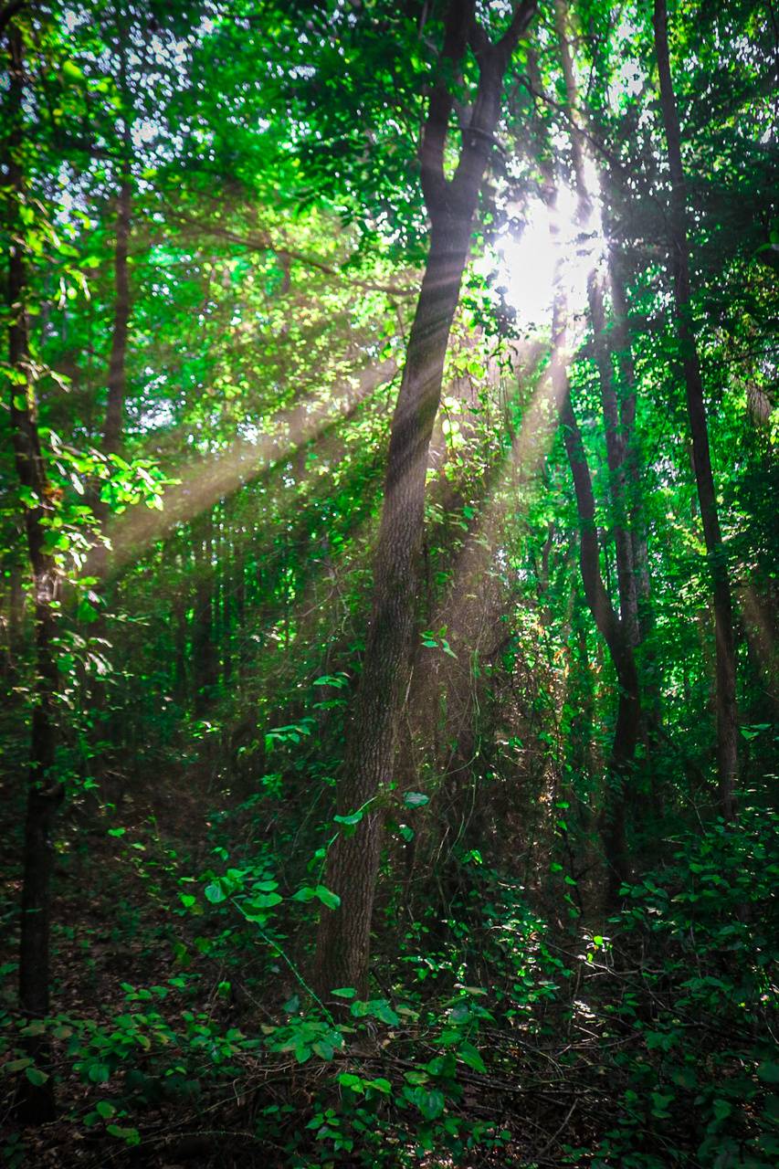 Calm Forest Wallpapers - Top Free Calm Forest Backgrounds - WallpaperAccess