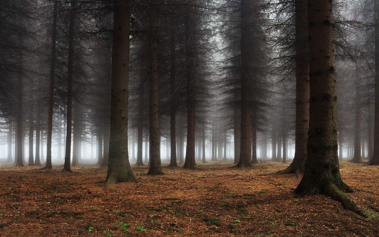 Calm Forest Wallpapers - Top Free Calm Forest Backgrounds - WallpaperAccess