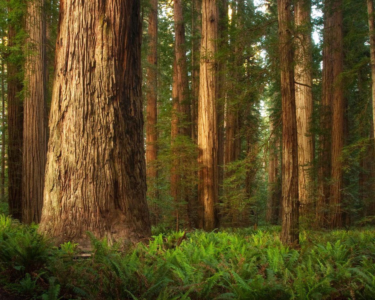 Calm Forest Wallpapers - Top Free Calm Forest Backgrounds - WallpaperAccess