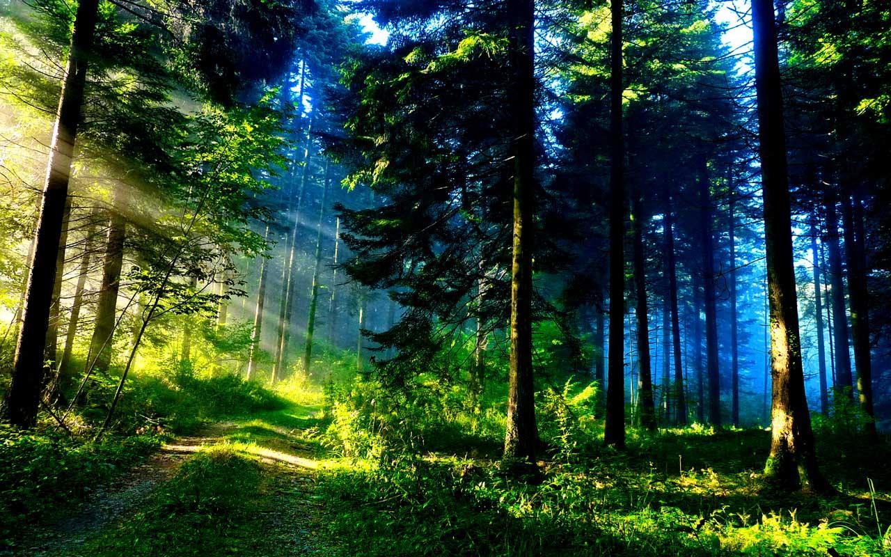 Calm Forest Wallpapers - Top Free Calm Forest Backgrounds - WallpaperAccess