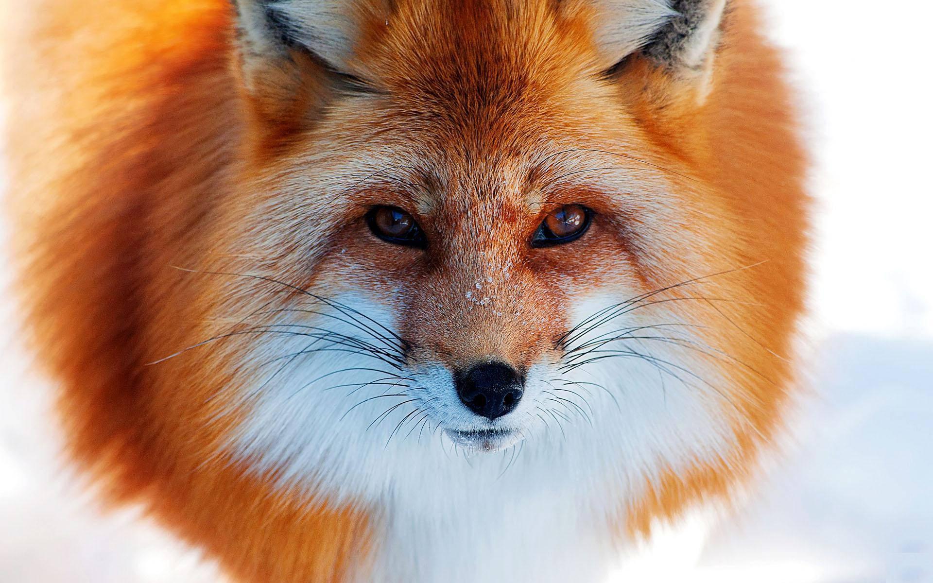 Beautiful Fox Wallpapers - Top Free Beautiful Fox Backgrounds ...