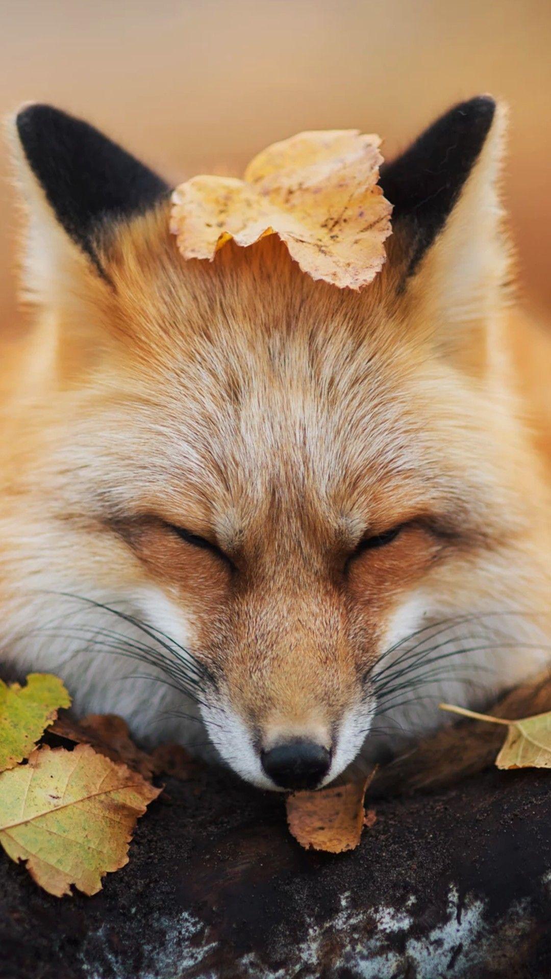 Beautiful Fox Wallpapers - Top Free Beautiful Fox Backgrounds ...