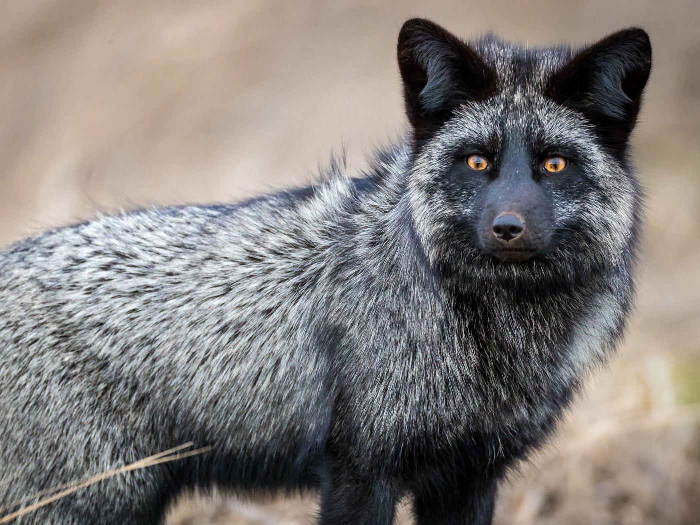 Beautiful Fox Wallpapers - Top Free Beautiful Fox Backgrounds ...