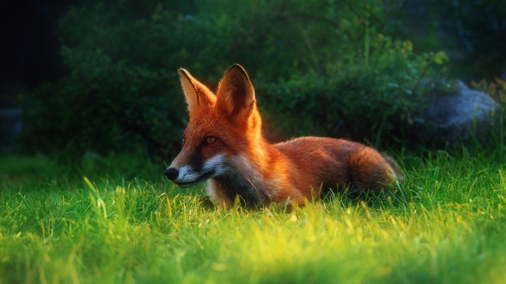 Beautiful Fox Wallpapers - Top Free Beautiful Fox Backgrounds ...