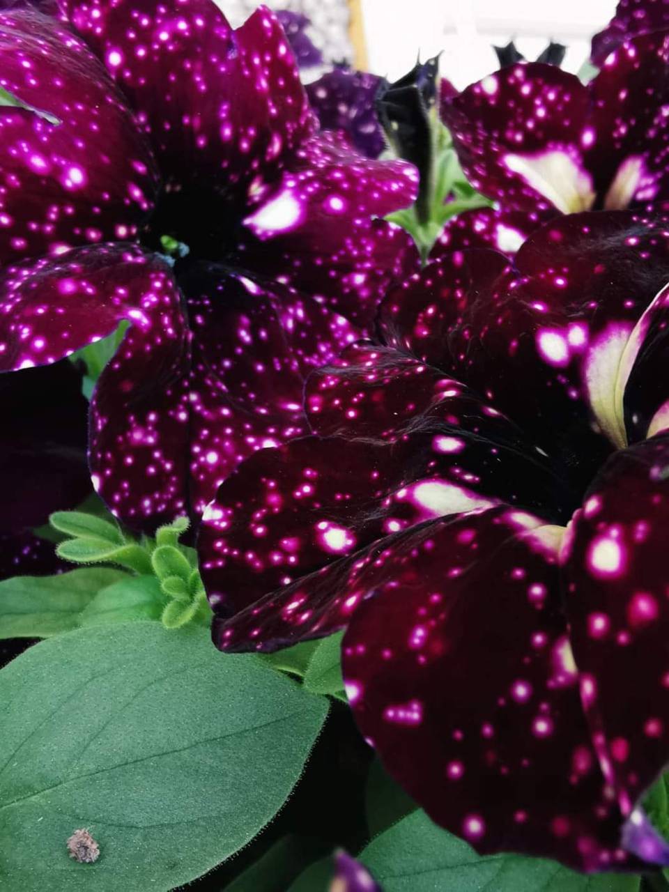 Burgundy Flower Wallpapers - Top Free Burgundy Flower Backgrounds ...