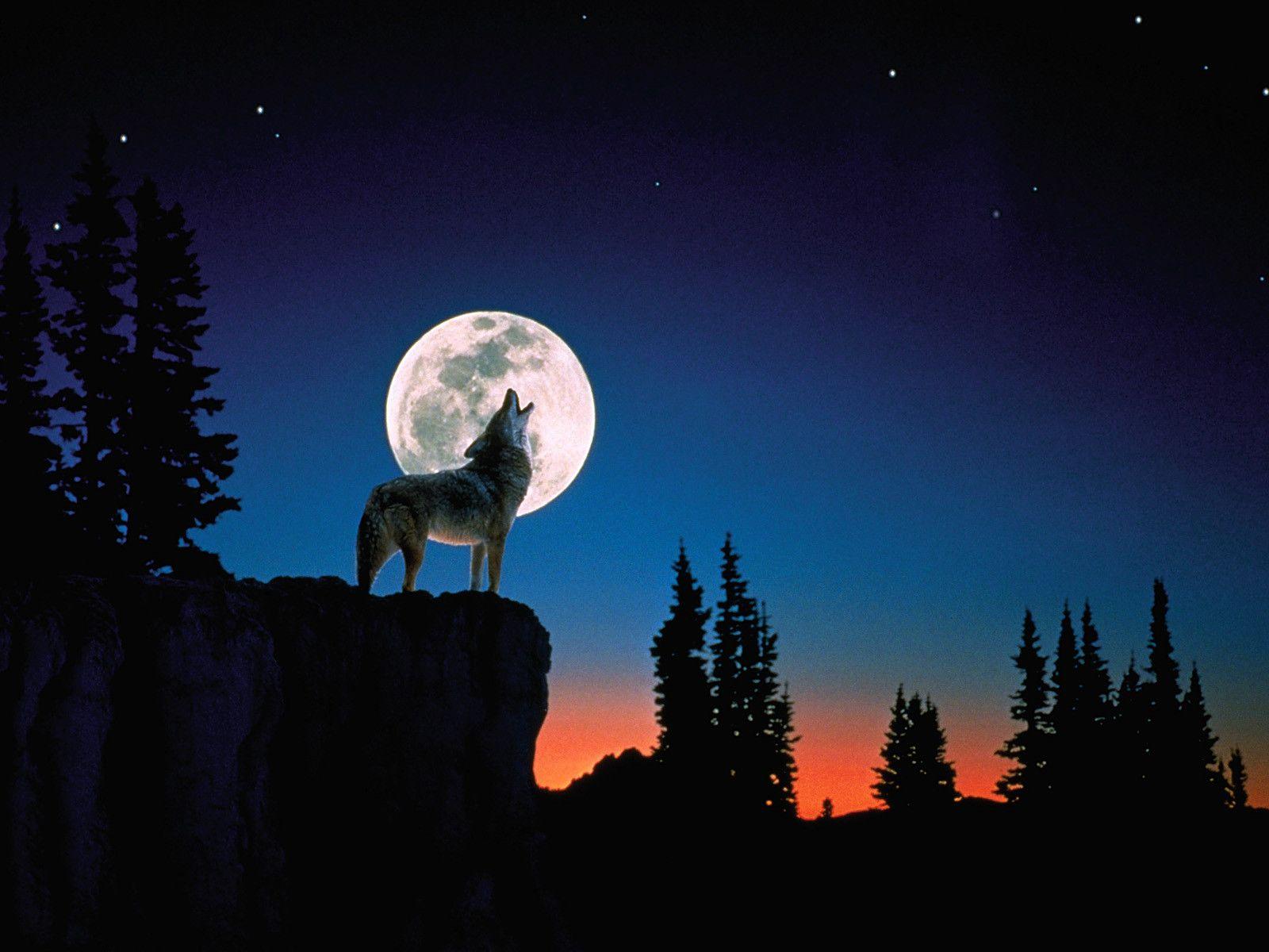Wolf With Moon Wallpapers - Top Free Wolf With Moon Backgrounds ...