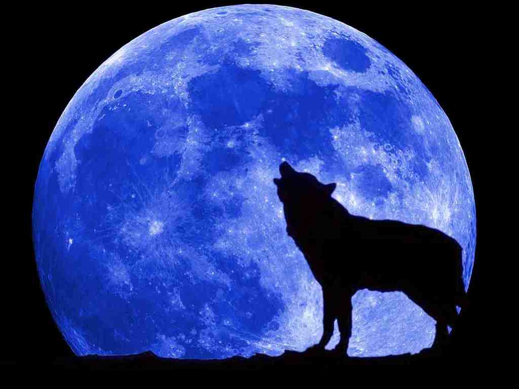 Full Moon Wolf Wallpapers - Top Free Full Moon Wolf Backgrounds - WallpaperAccess