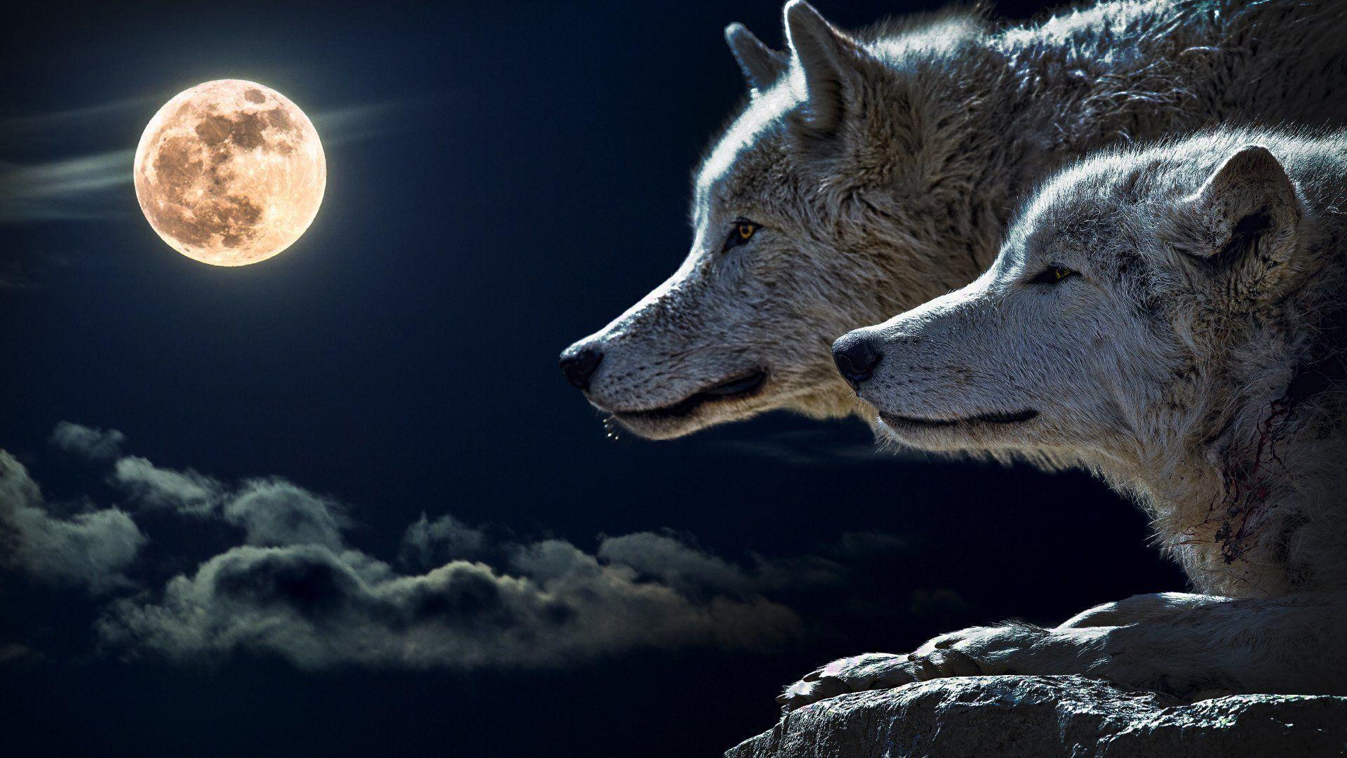 Full Moon Wolf Wallpapers - Top Free Full Moon Wolf Backgrounds - WallpaperAccess