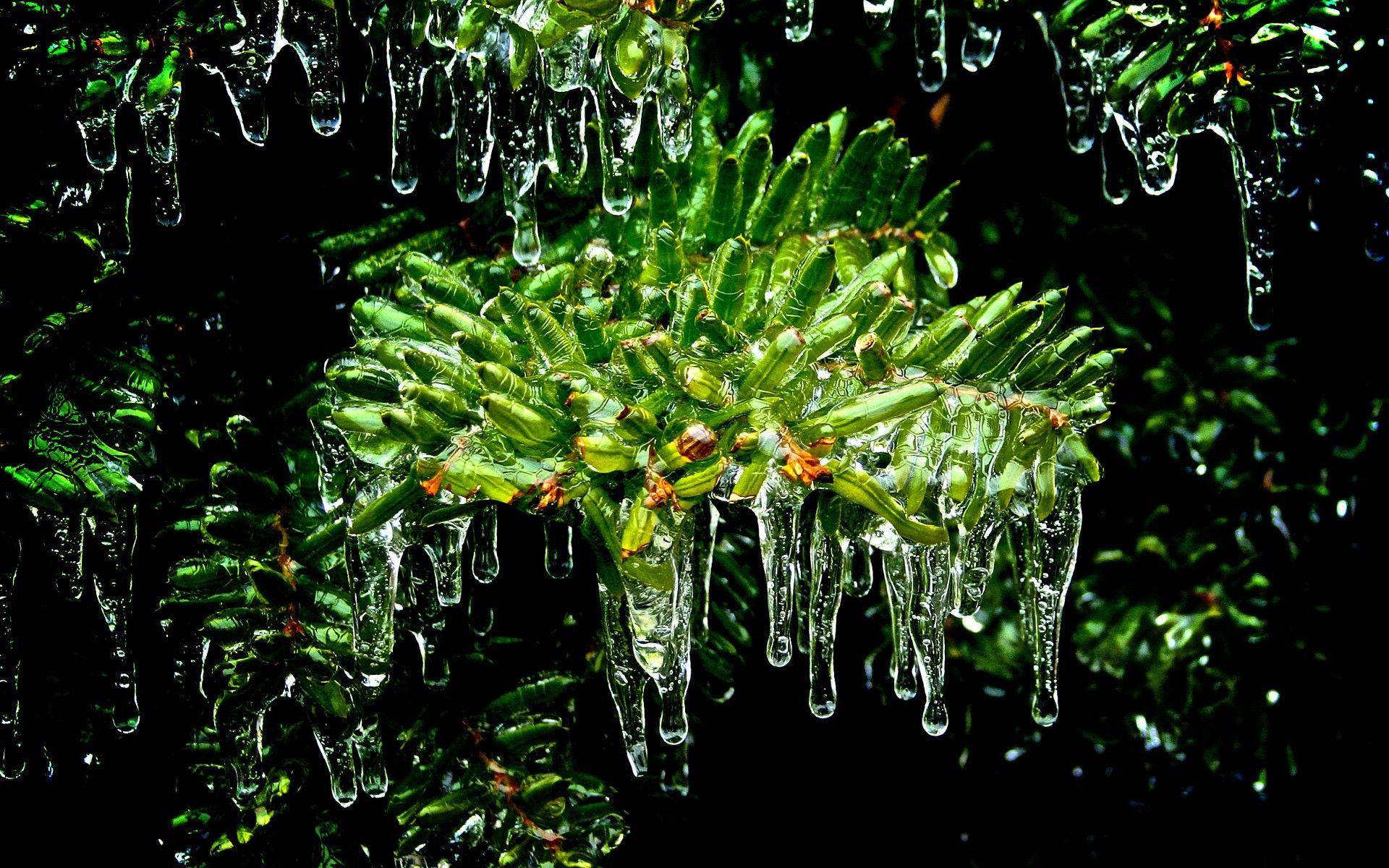 Plant Biology Wallpapers - Top Free Plant Biology Backgrounds ...