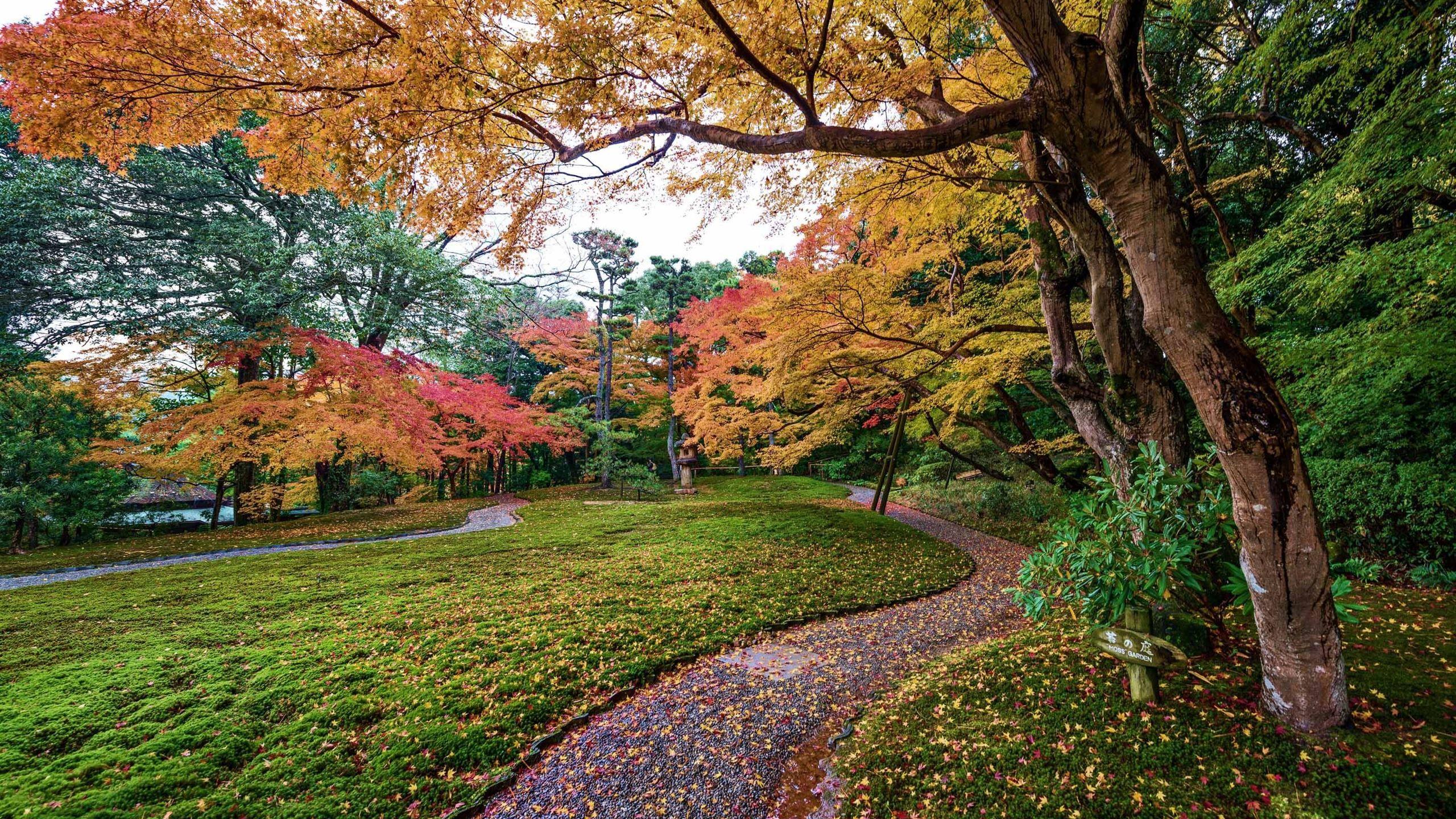 Moss Garden Wallpapers - Top Free Moss Garden Backgrounds - WallpaperAccess