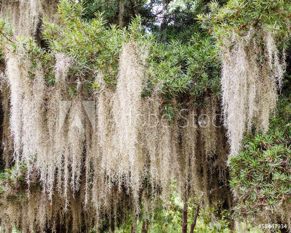 Spanish Moss Wallpapers - Top Free Spanish Moss Backgrounds ...