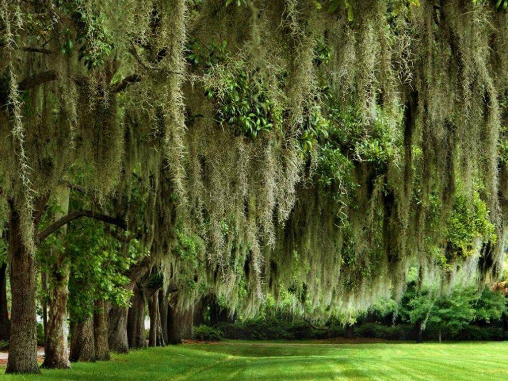 Spanish Moss Wallpapers - Top Free Spanish Moss Backgrounds ...