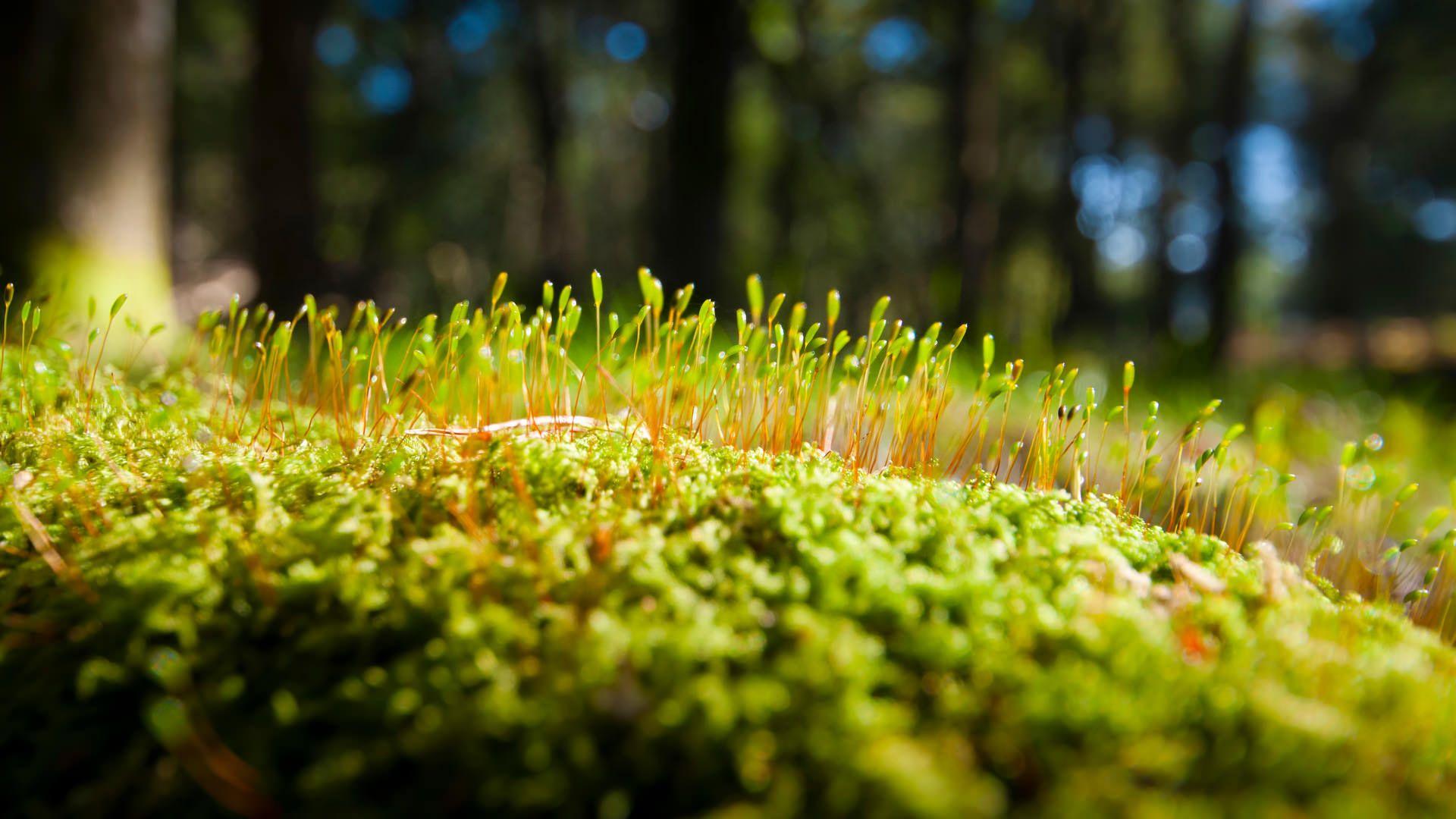 Moss Green Wallpapers - Top Free Moss Green Backgrounds - WallpaperAccess