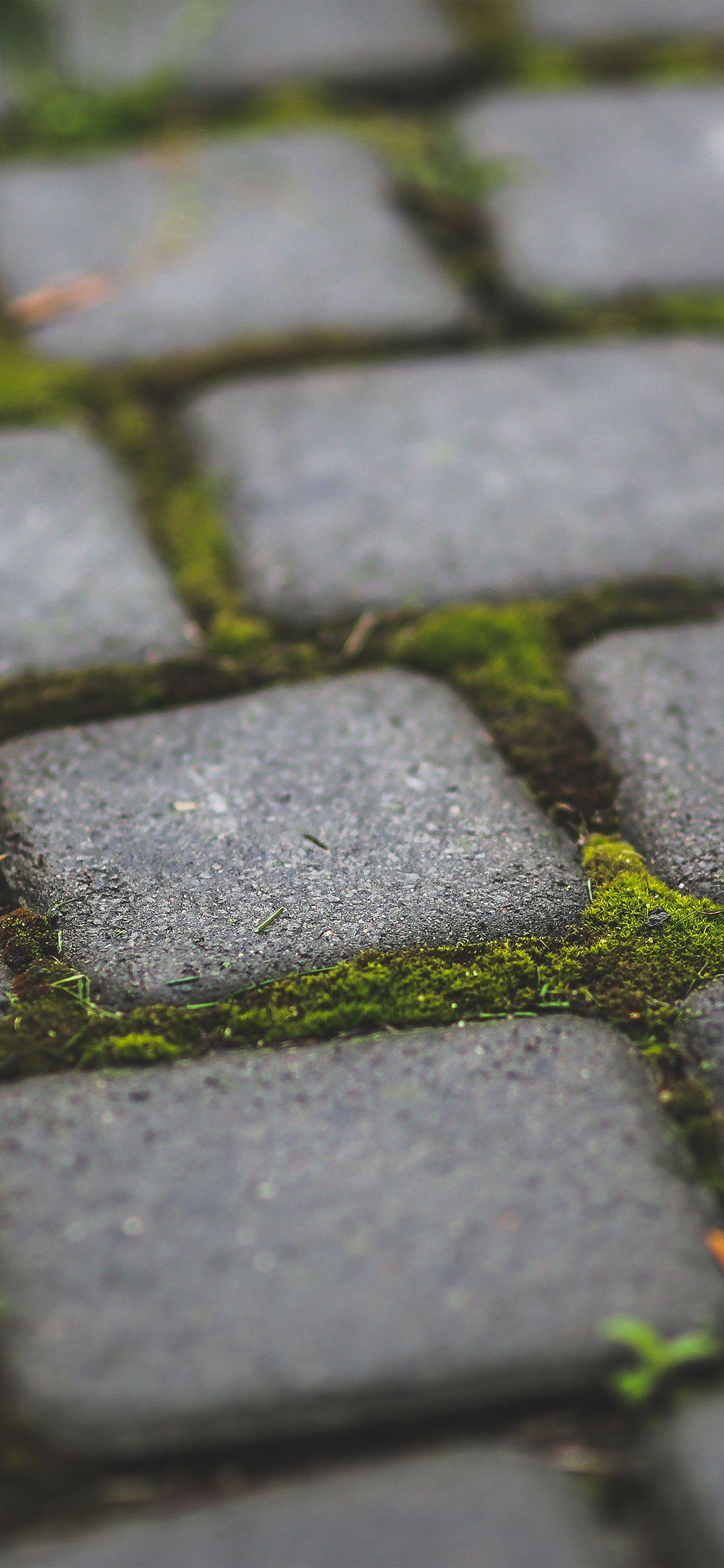 Moss Garden Wallpapers - Top Free Moss Garden Backgrounds - WallpaperAccess