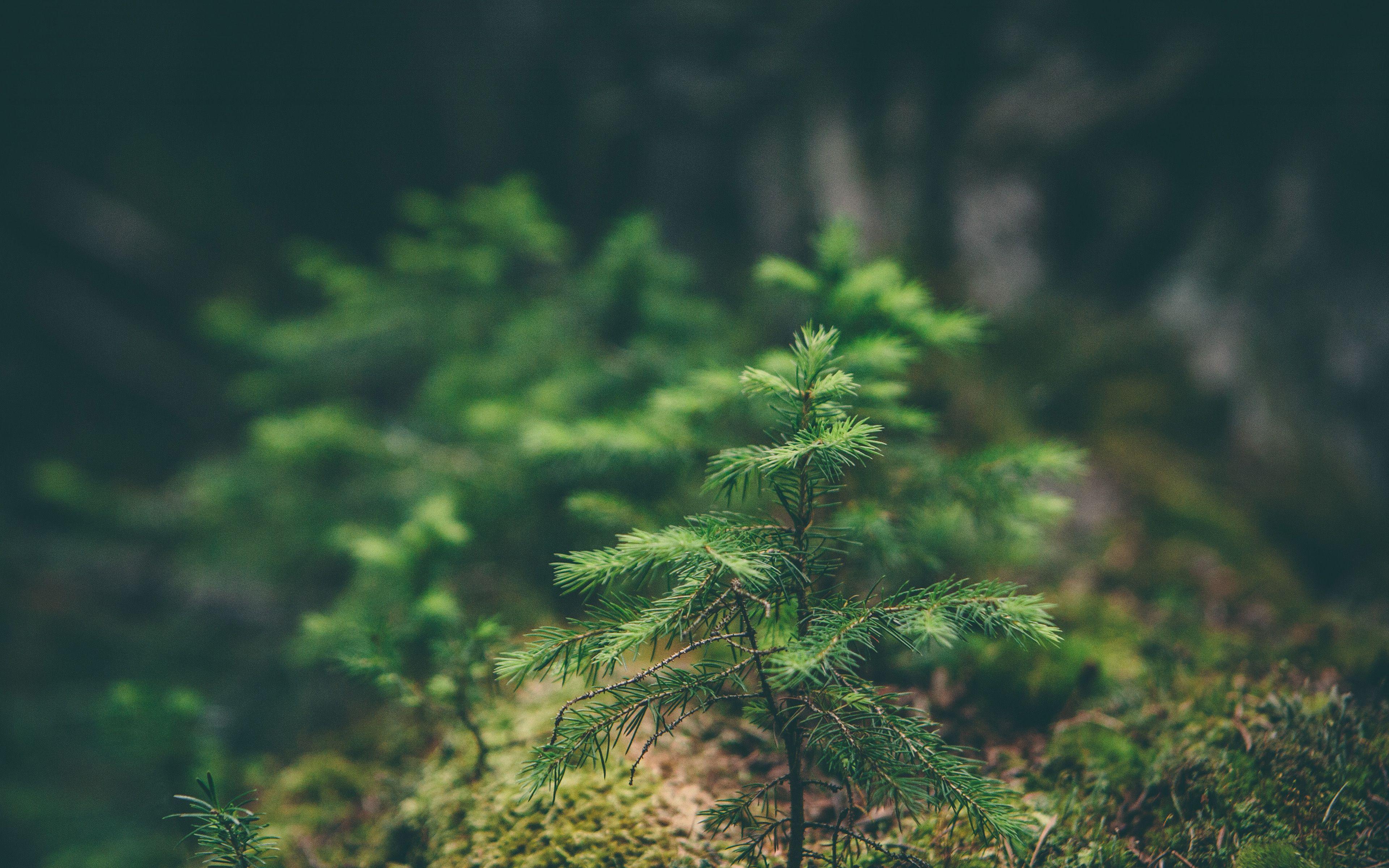 Moss Green Wallpapers - Top Free Moss Green Backgrounds - WallpaperAccess