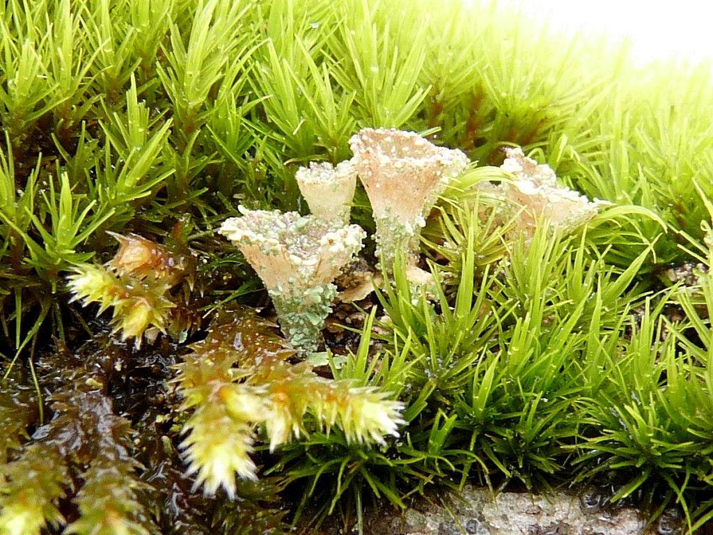 Moss Garden Wallpapers - Top Free Moss Garden Backgrounds - WallpaperAccess