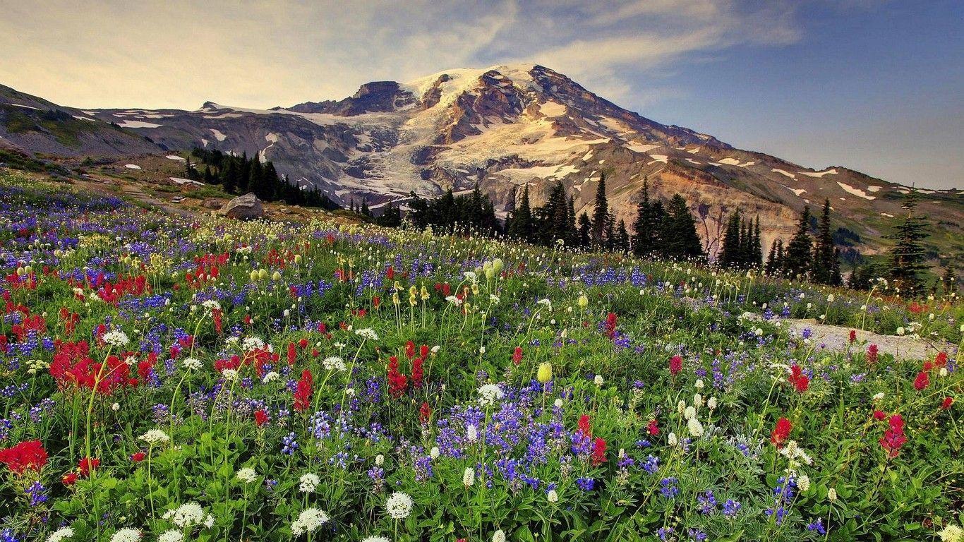 Mount Rainier National Park Wallpapers - Top Free Mount Rainier ...