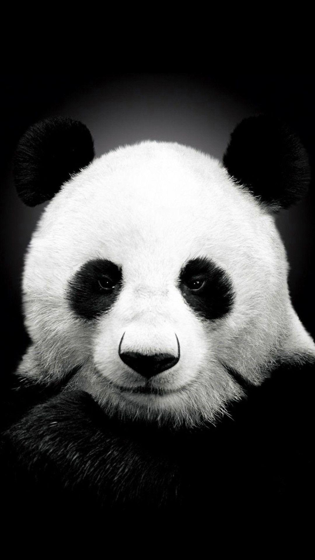 Panda iPad Wallpapers - Top Free Panda iPad Backgrounds - WallpaperAccess