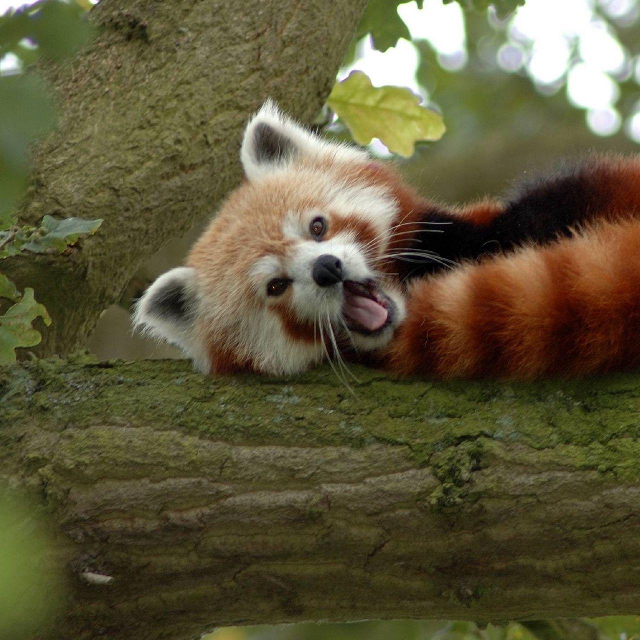 Panda iPad Wallpapers - Top Free Panda iPad Backgrounds - WallpaperAccess