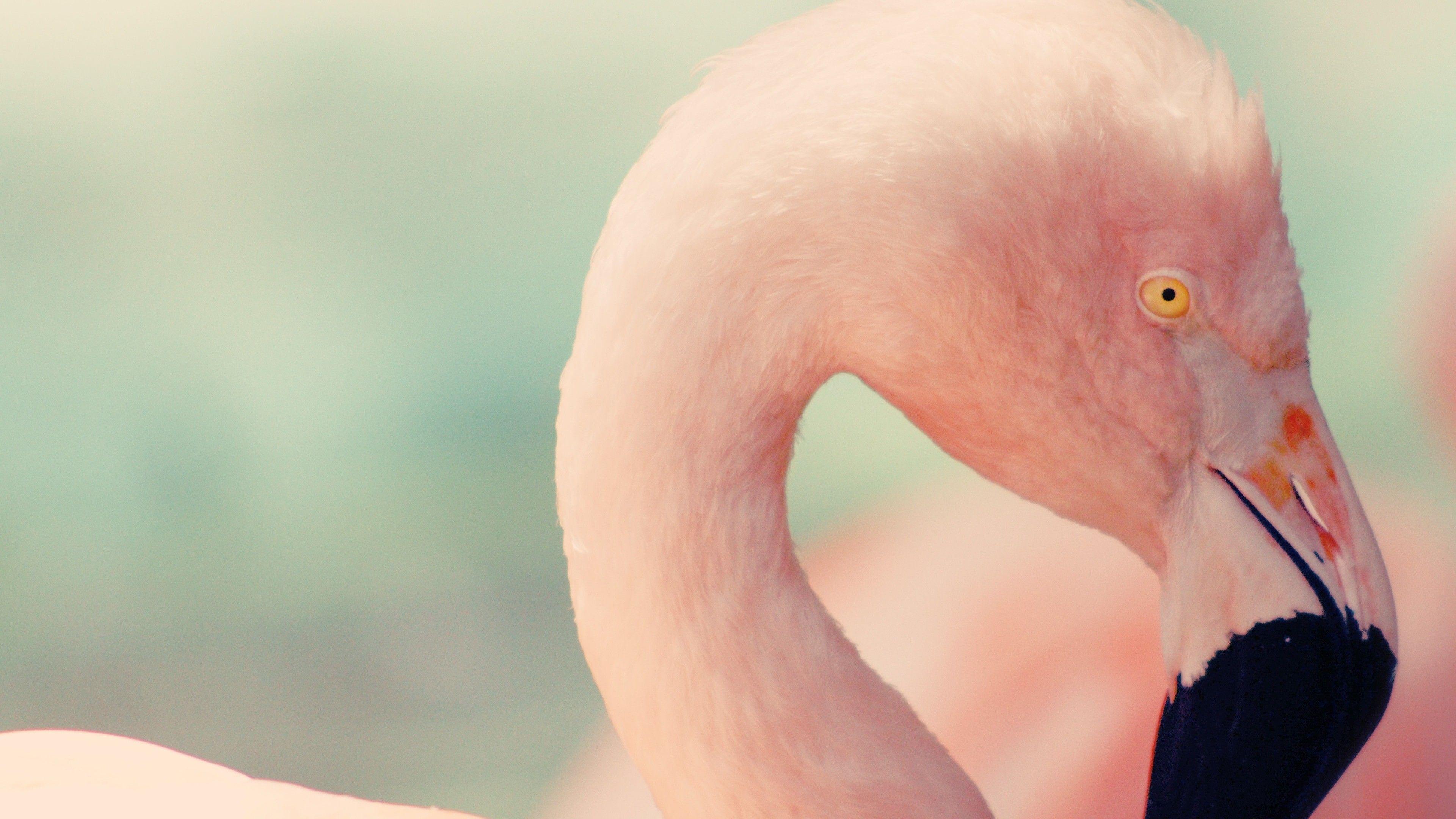 4K Flamingo Wallpapers - Top Free 4K Flamingo Backgrounds - WallpaperAccess