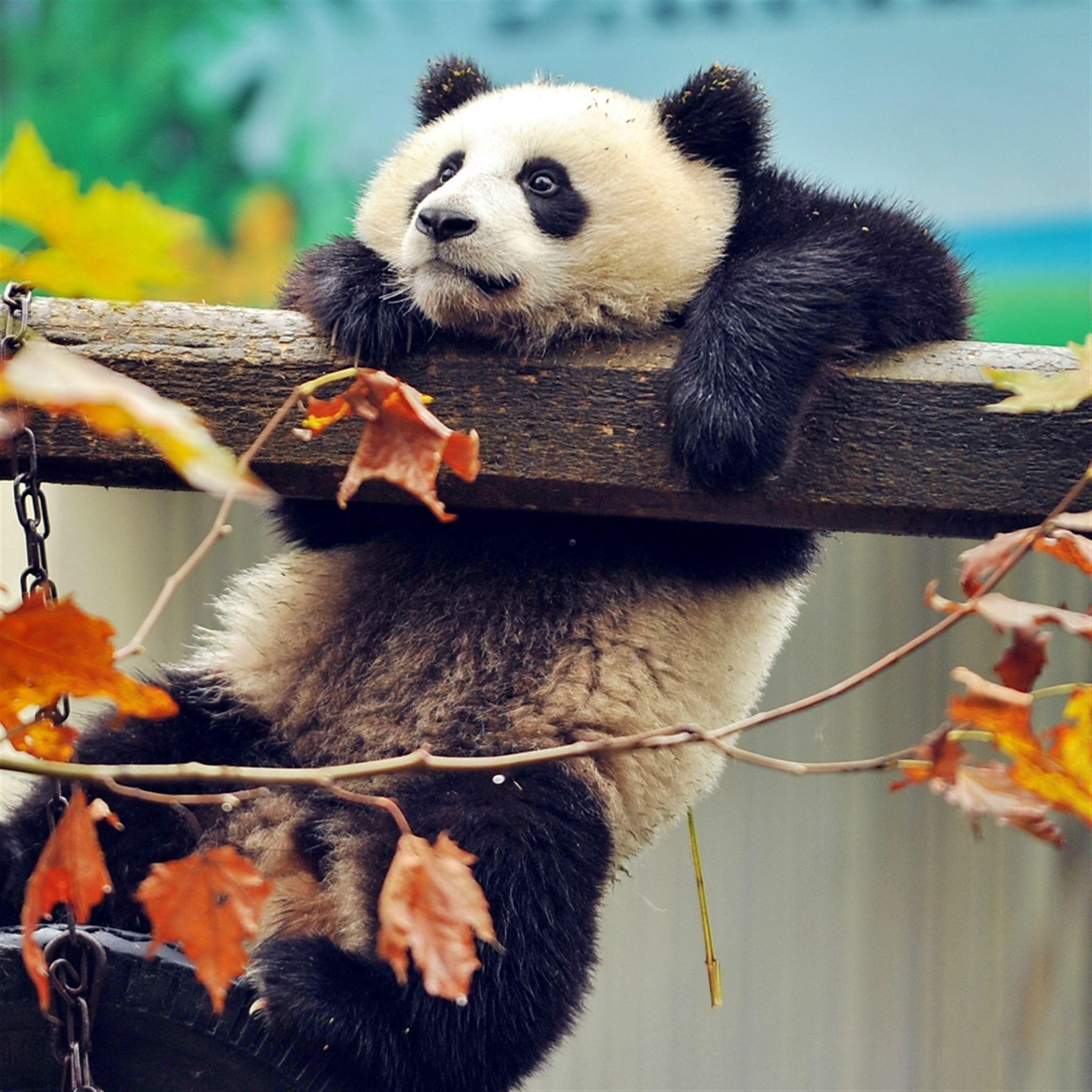 Panda iPad Wallpapers - Top Free Panda iPad Backgrounds - WallpaperAccess
