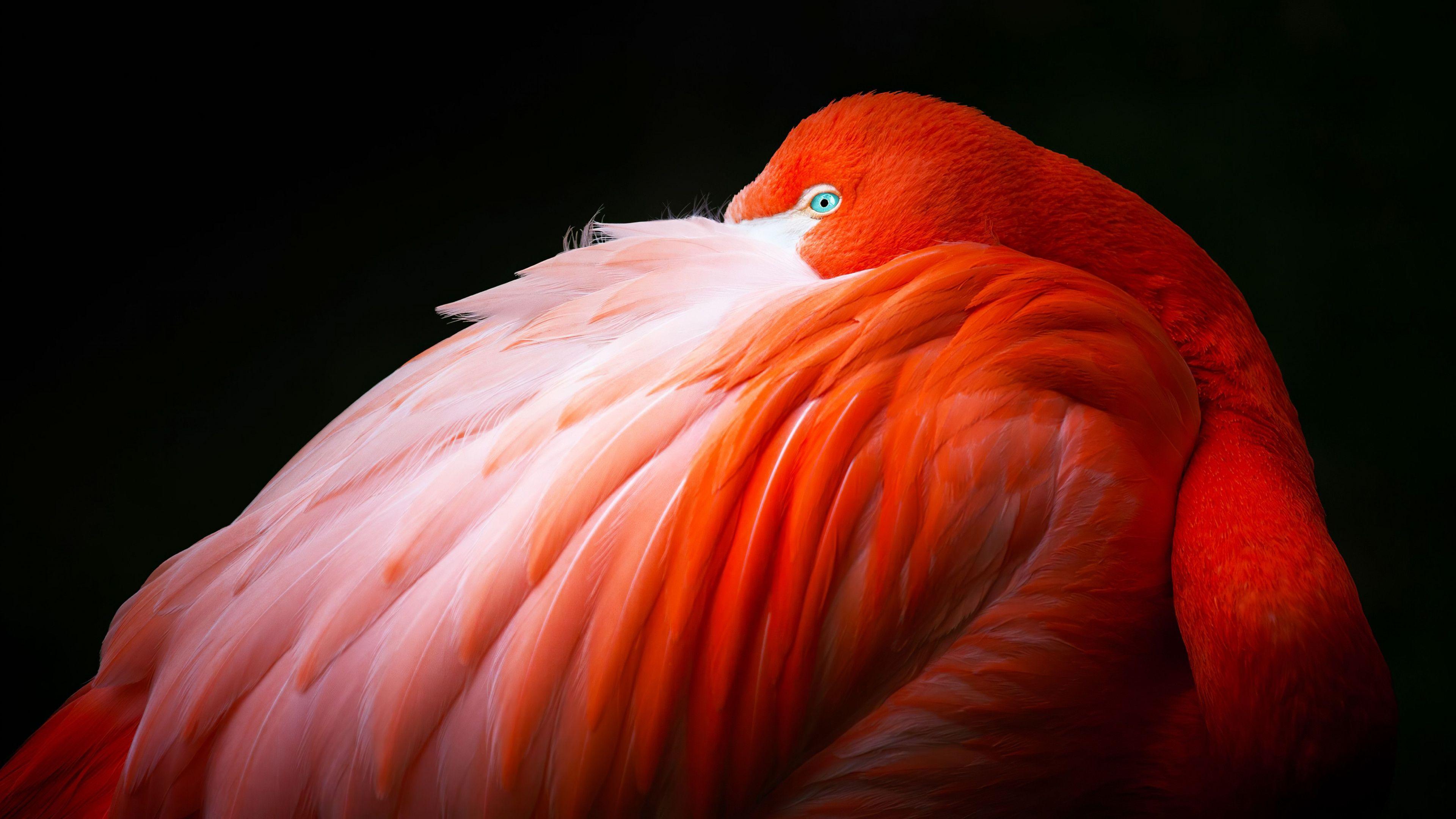 4K Flamingo Wallpapers - Top Free 4K Flamingo Backgrounds - WallpaperAccess
