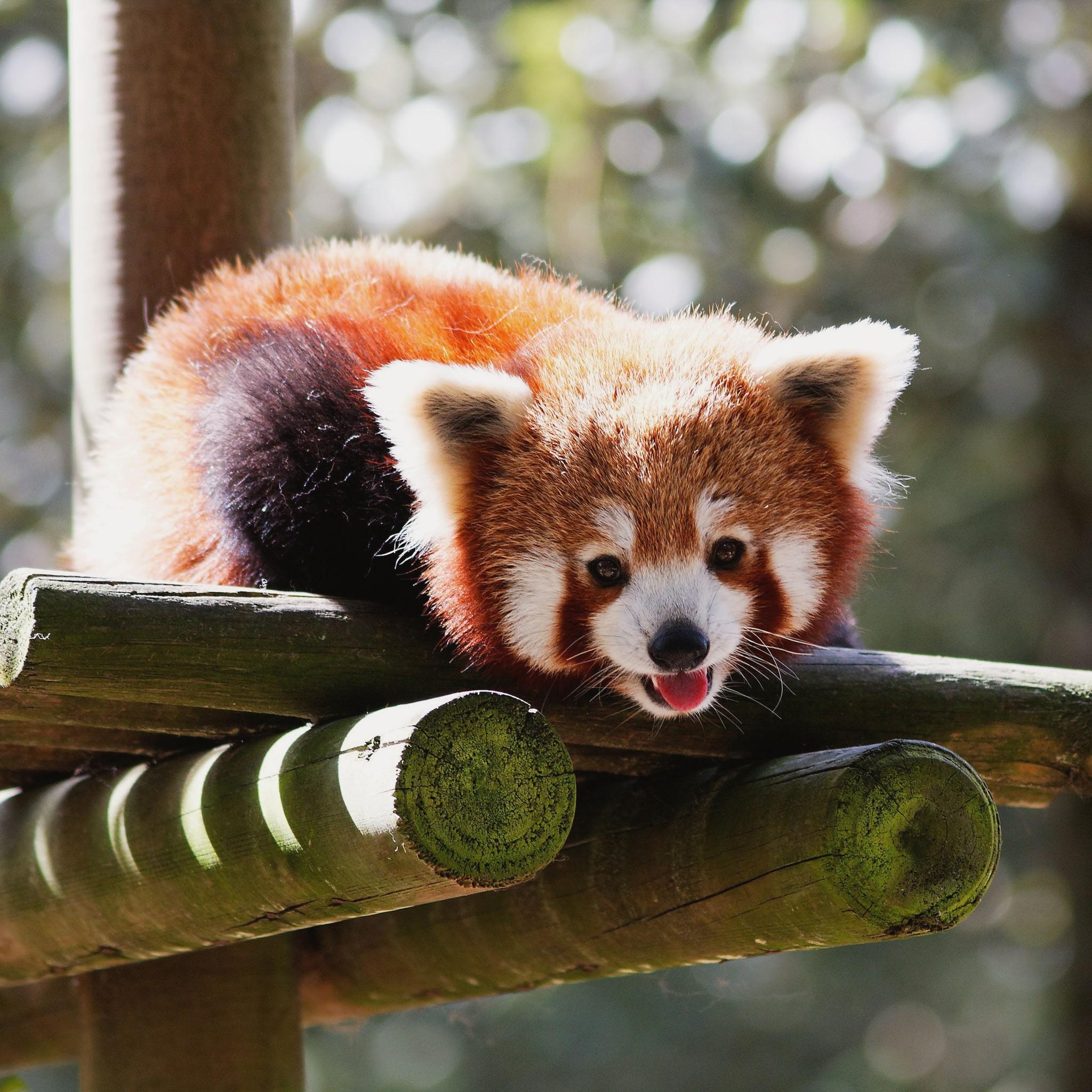 Panda iPad Wallpapers - Top Free Panda iPad Backgrounds - WallpaperAccess