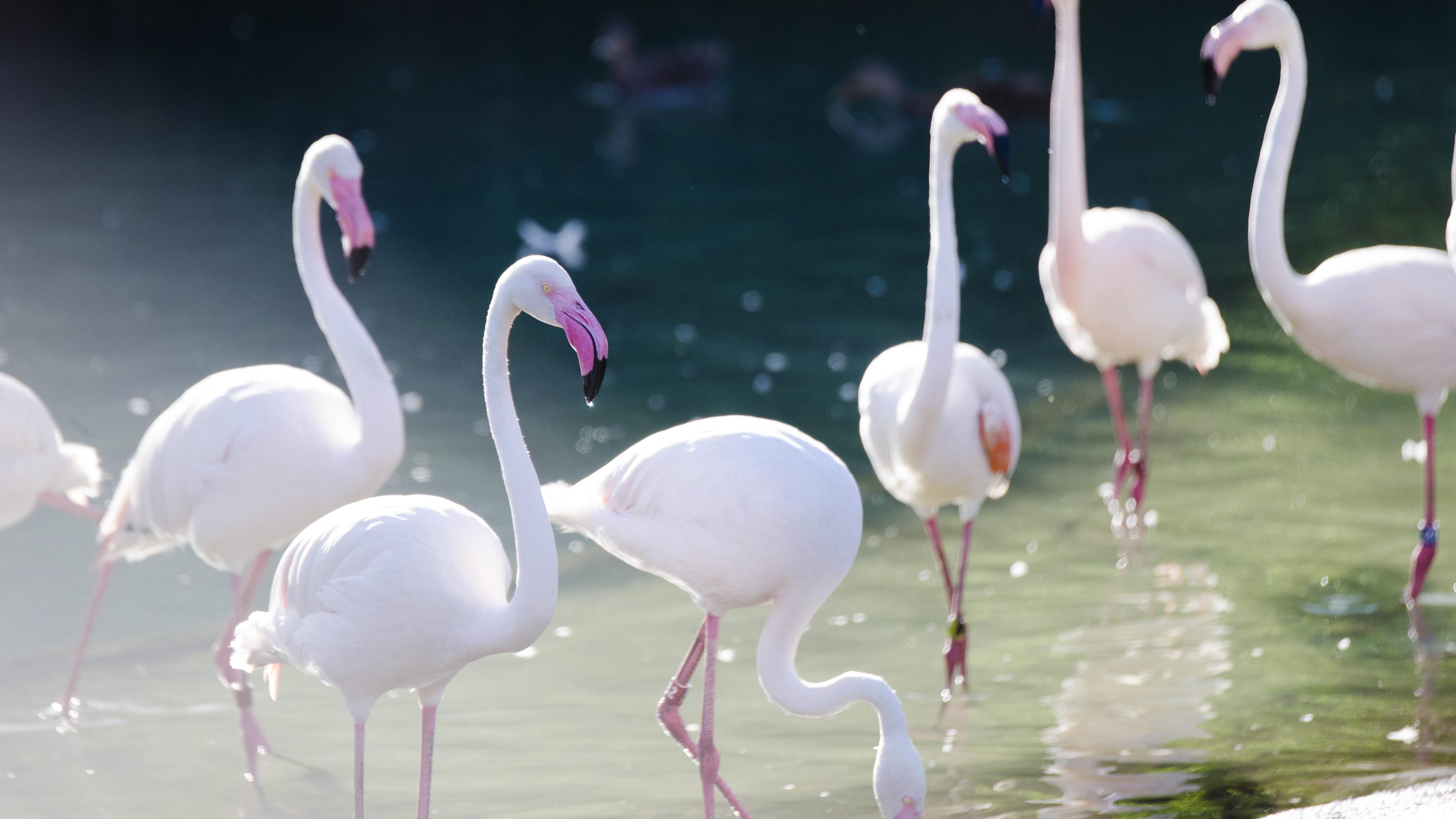 4K Flamingo Wallpapers - Top Free 4K Flamingo Backgrounds - WallpaperAccess