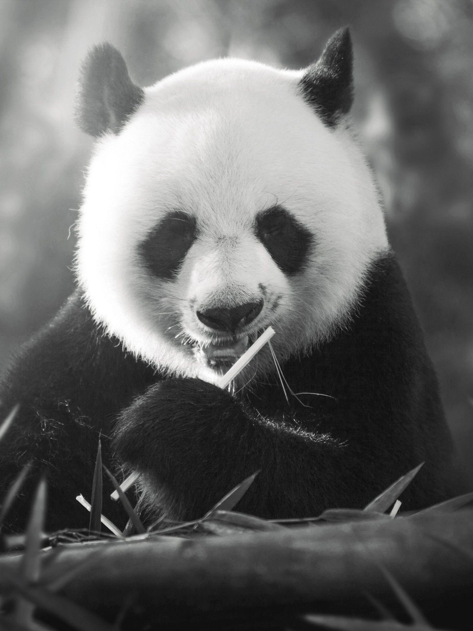 Panda iPad Wallpapers - Top Free Panda iPad Backgrounds - WallpaperAccess