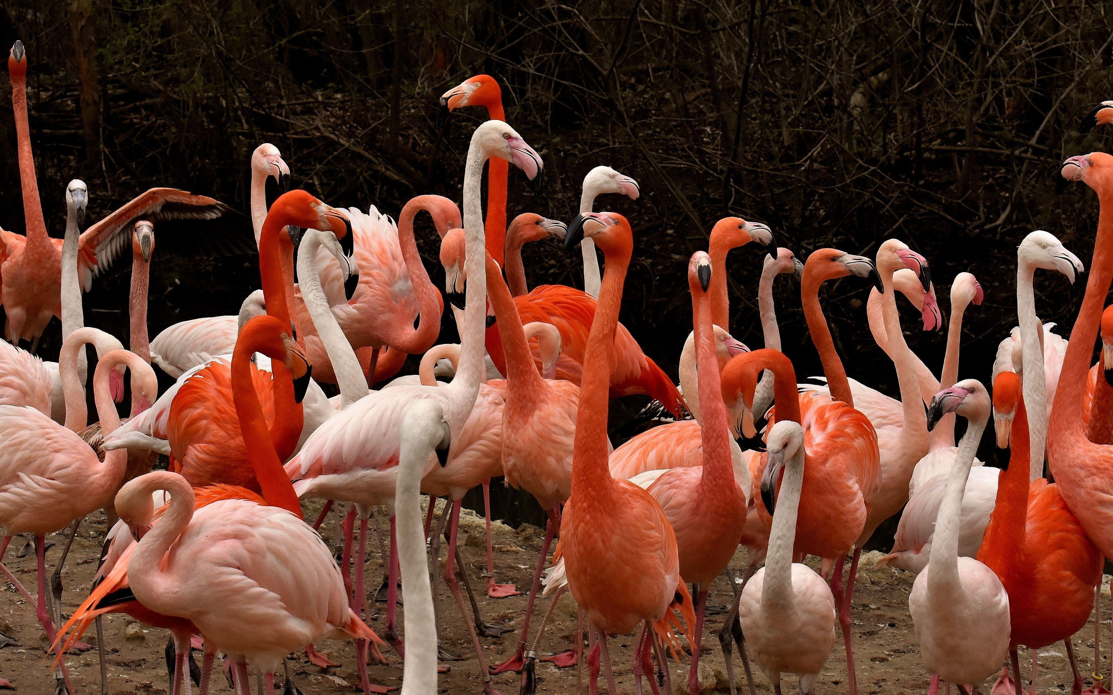 4K Flamingo Wallpapers - Top Free 4K Flamingo Backgrounds - WallpaperAccess