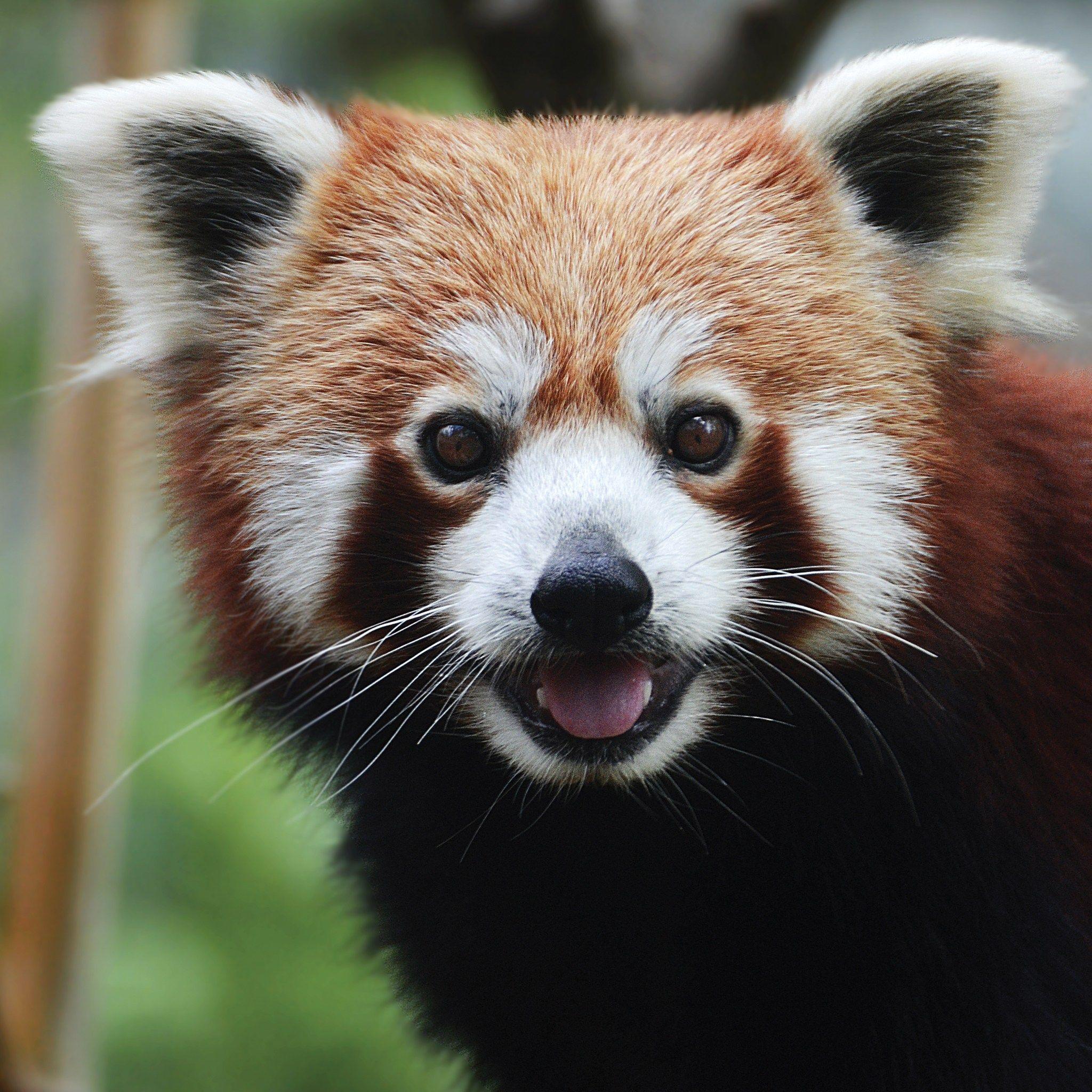 Panda iPad Wallpapers - Top Free Panda iPad Backgrounds - WallpaperAccess